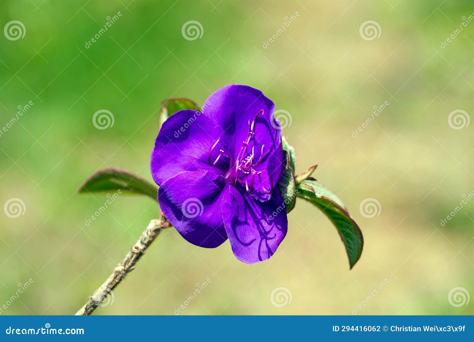 Glory Bush Flower, Tibouchina Semidecandra Stock Photo - Image of ...