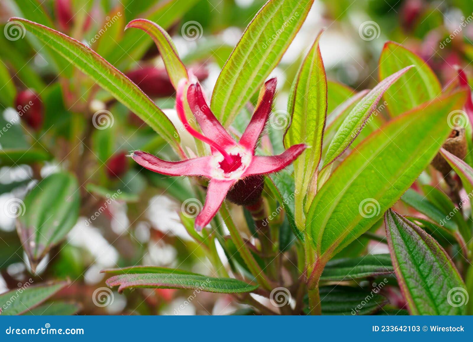 Glory Bush (Pleroma Urvilleanum) Plant Stock Image - Image of plant ...