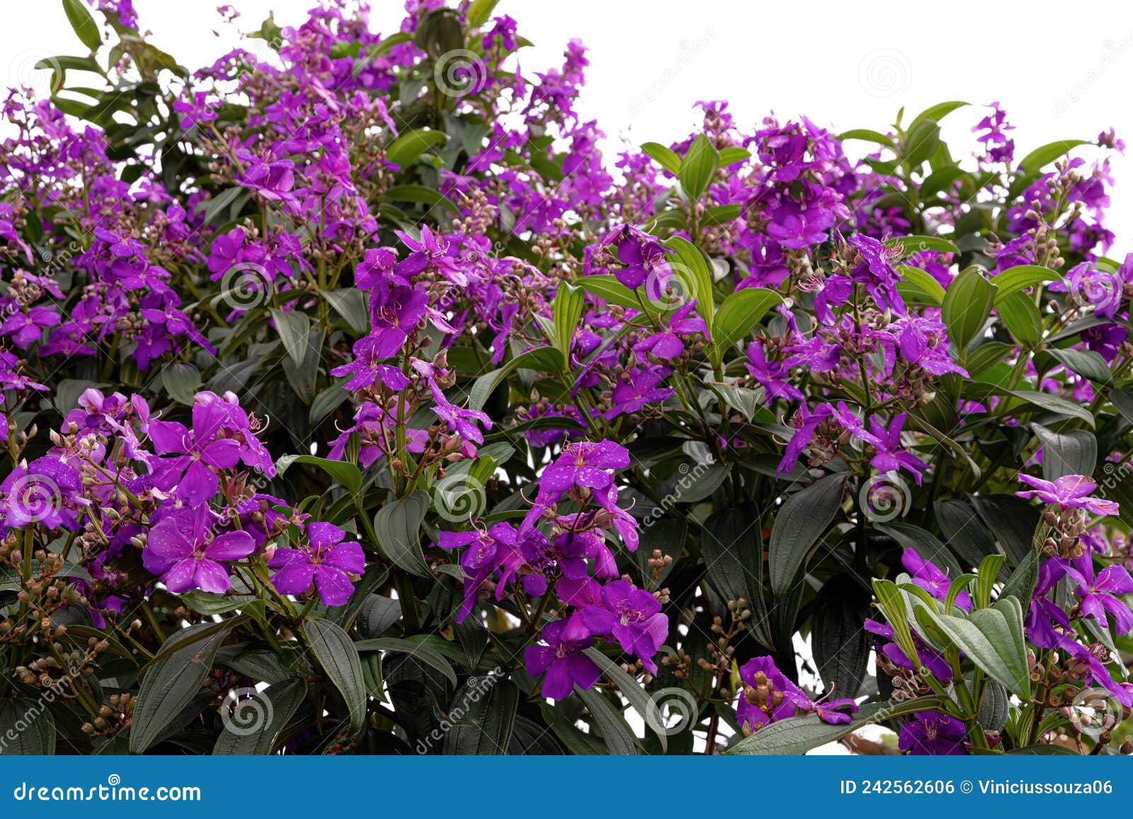 Glory Bush Tree stock photo. Image of colorful, dicotyledons - 242562606