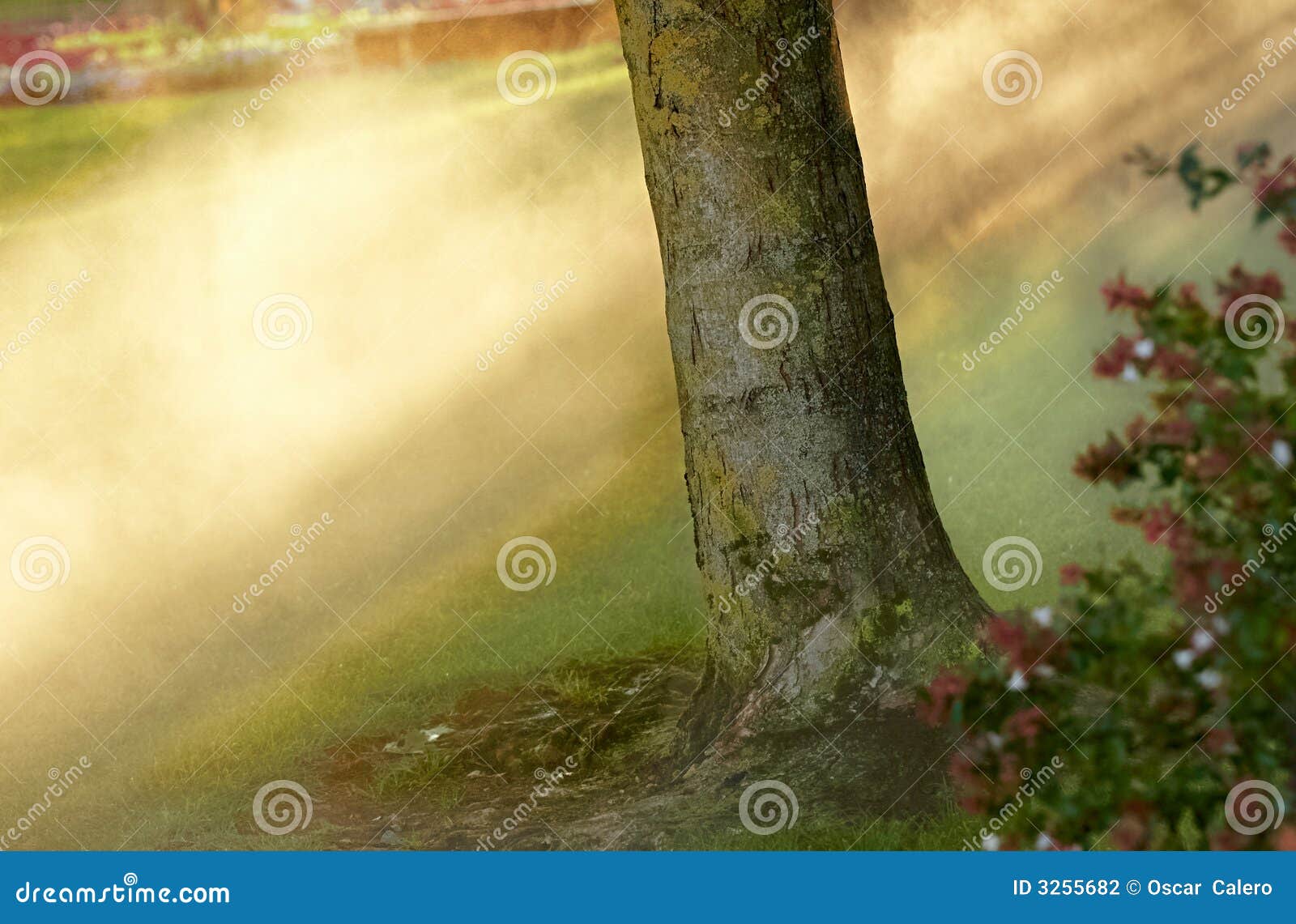 Glory Light Phenomenon Around The Shadow Of A Plane.Glory Of The Pilot ...