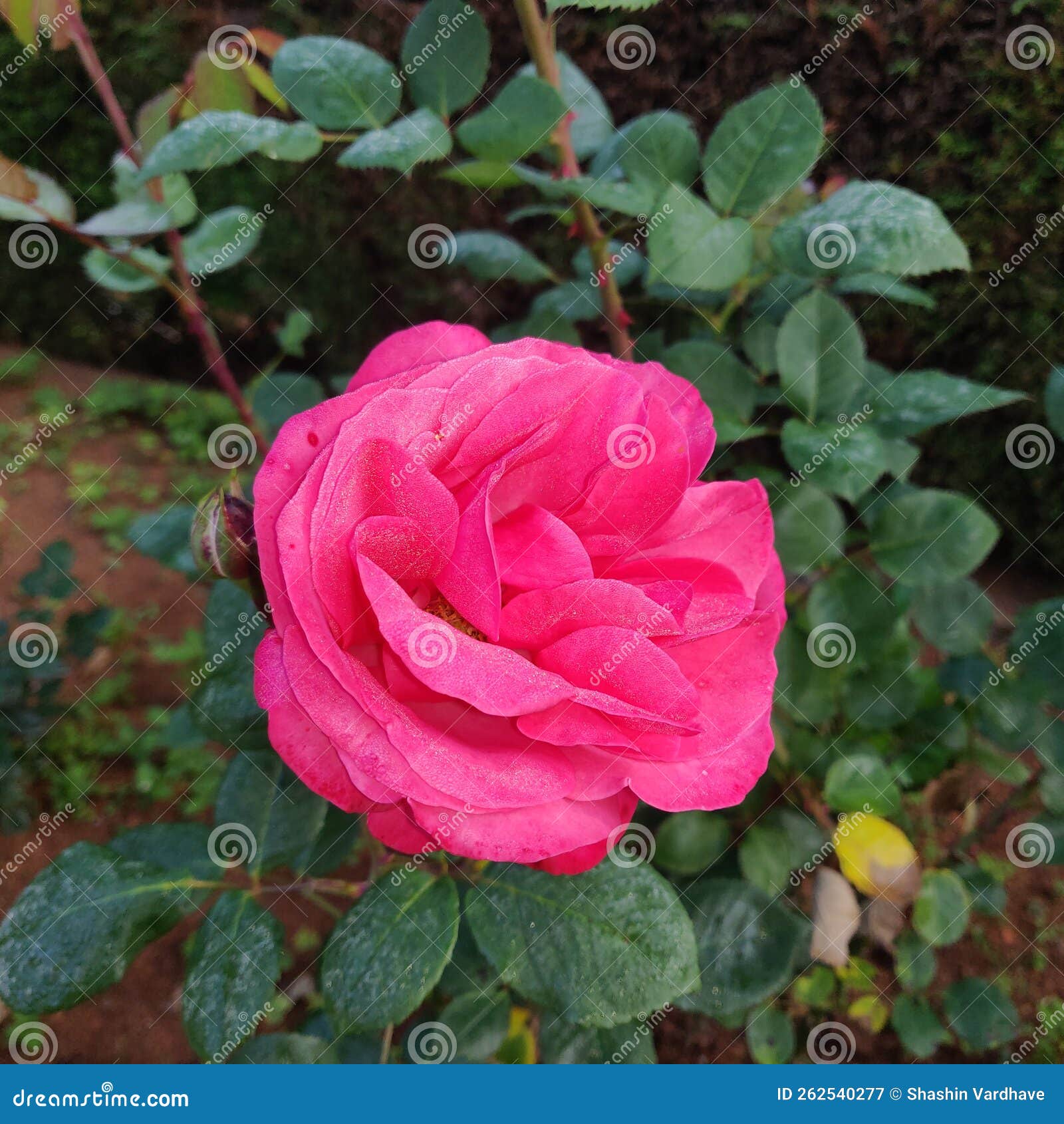 Glory of Red Tropical Rose in the Garden of Ooty Stock Image - Image of ...