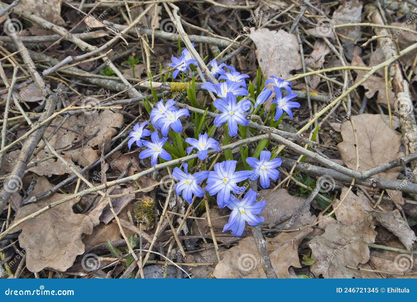 Glory of the Snow Flowers in Springtime Stock Image - Image of bulbous ...