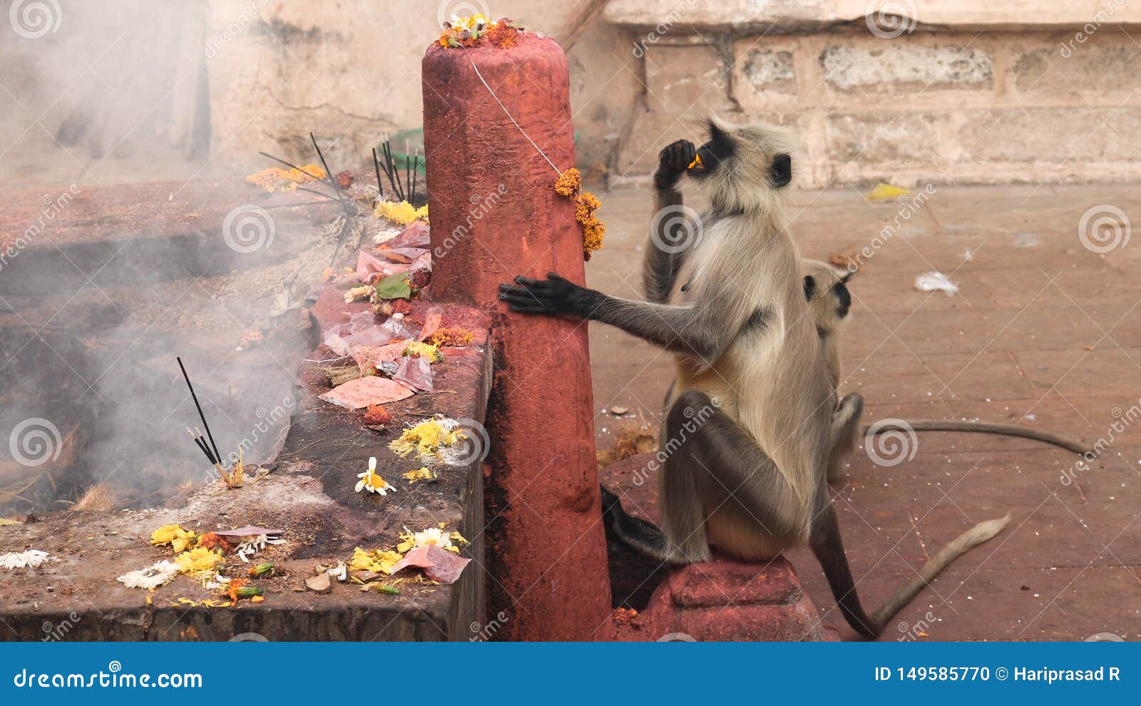 Monkey stock photo. Image of monkey, hanuman, pray, smoke - 149585770