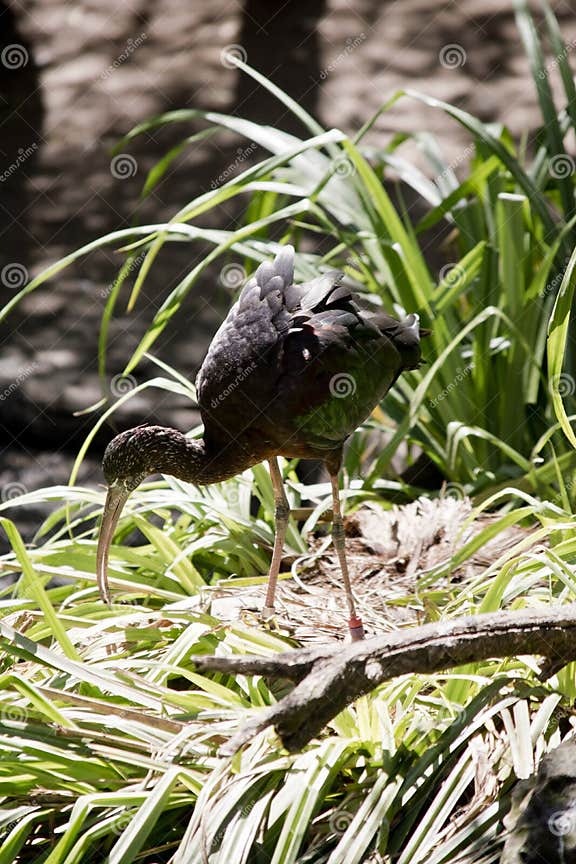 A gloss ibis stock image. Image of ibis, legs, glossy - 111899911