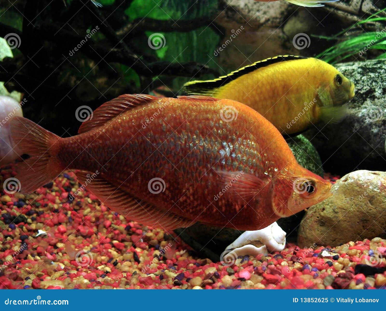 Glossolepis incisus stock image. Image of guinea, fish - 13852625