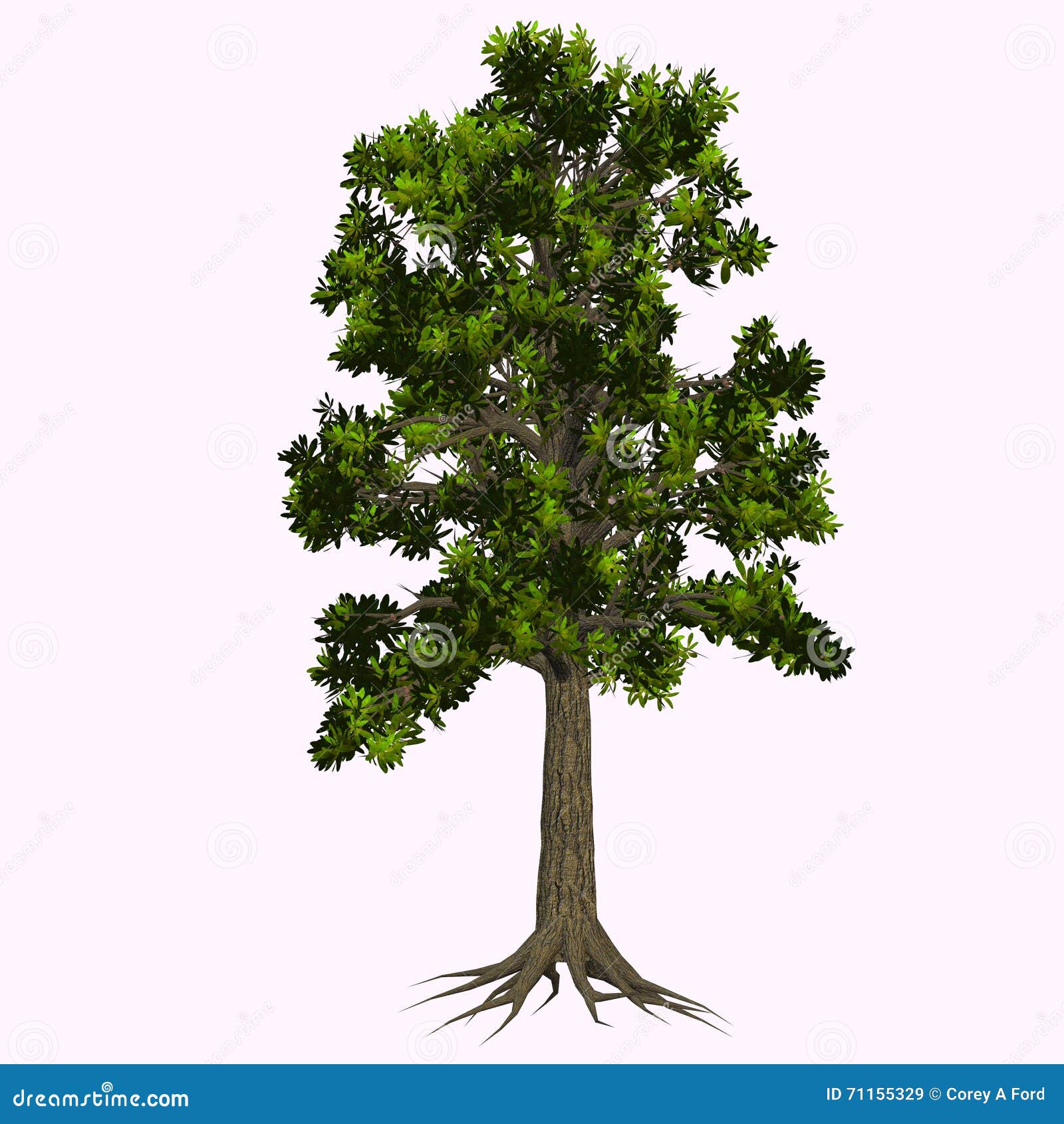 Glossopteris Tree stock illustration. Illustration of tree - 71155329