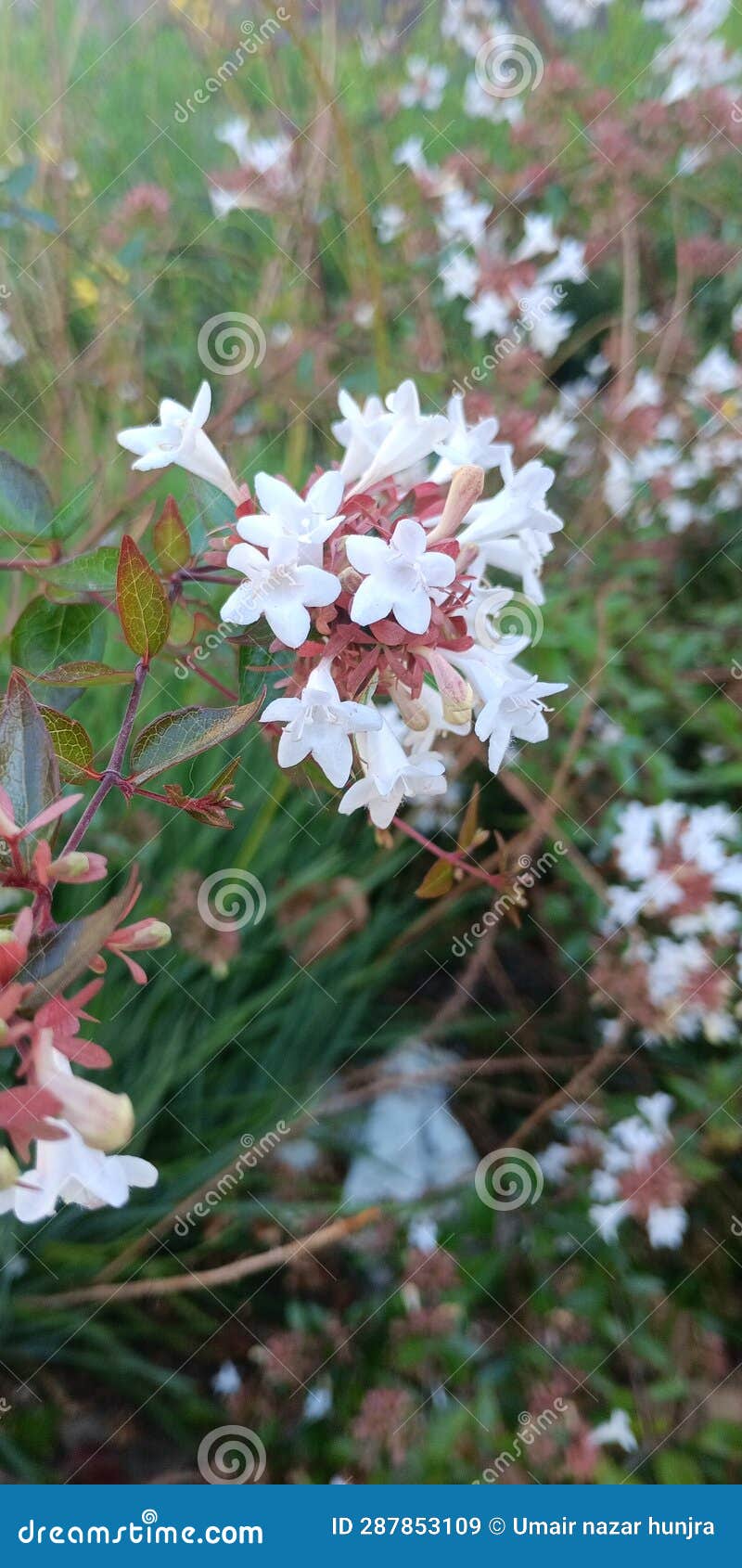 Glossy Abelia-plant with Flower-latin Name - Abelia X Grandiflora Stock ...