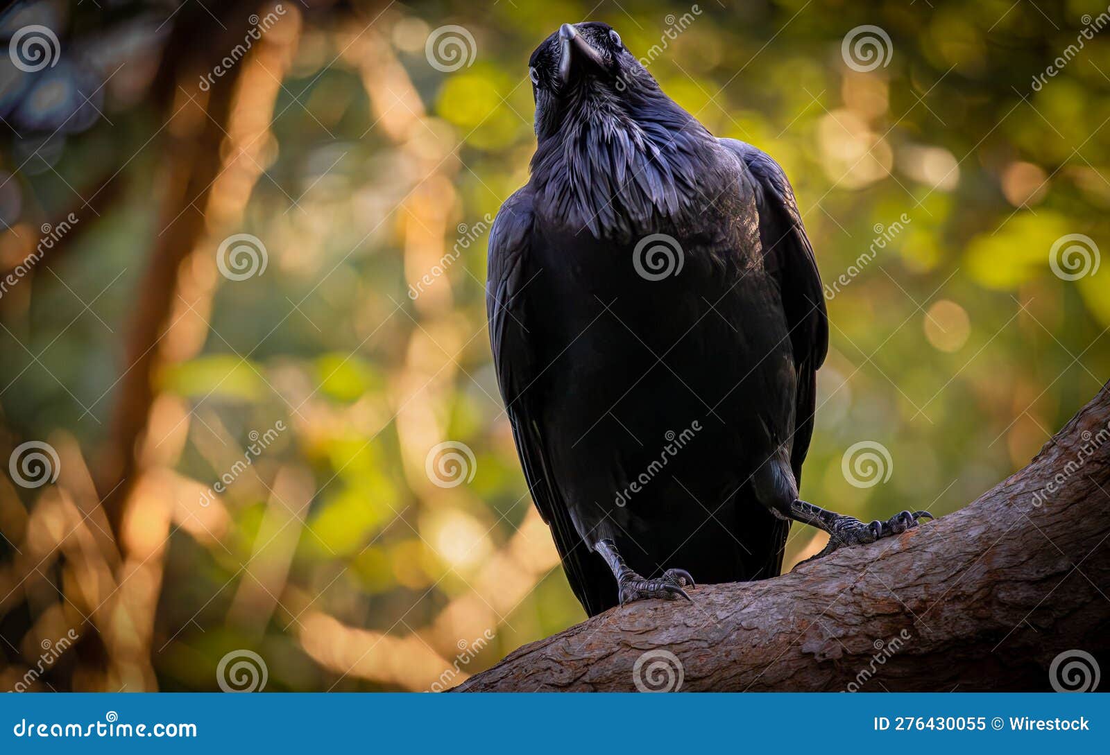 Glossy Black Crow Perched on a Tree Branch. Stock Image - Image of ...