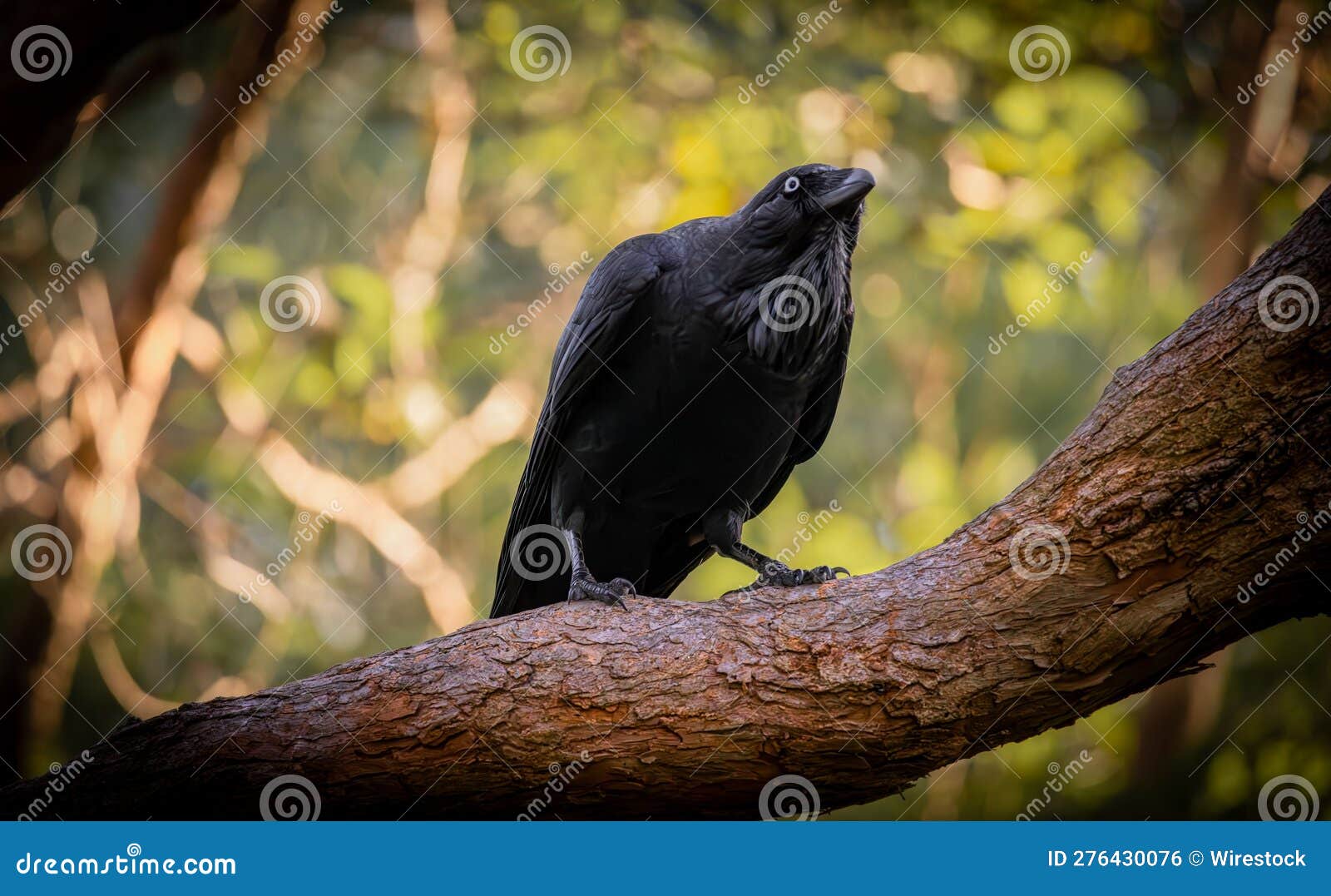 Glossy Black Crow Perched on a Tree Branch. Stock Photo - Image of ...