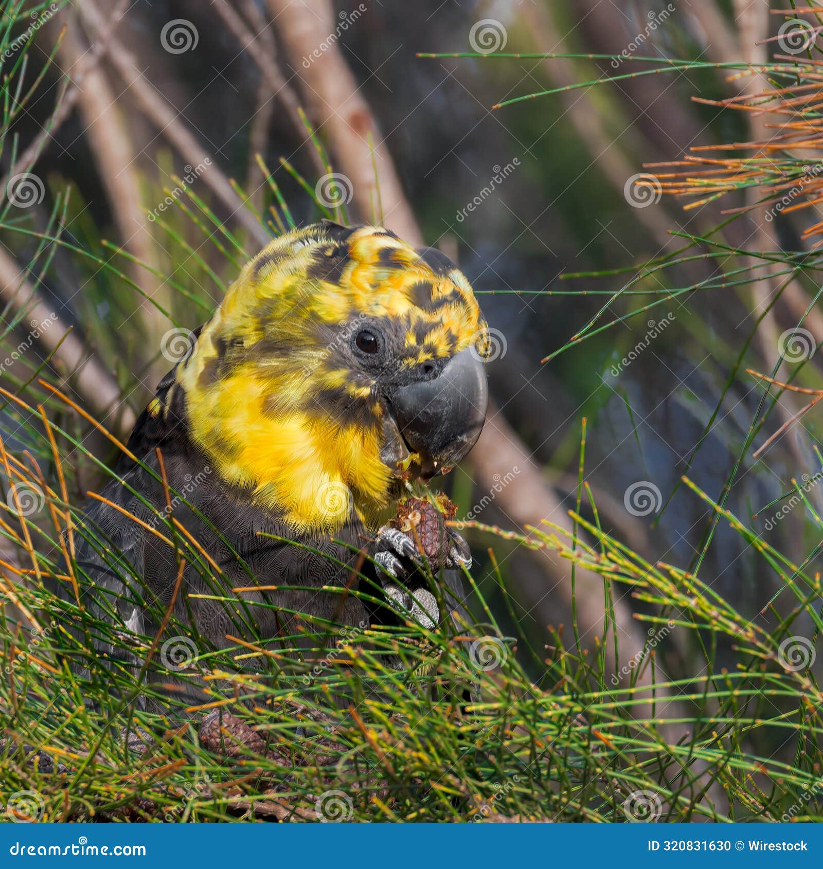 Glossy Black Female Cockatoo Holding a Branch in a Forest Setting Stock ...