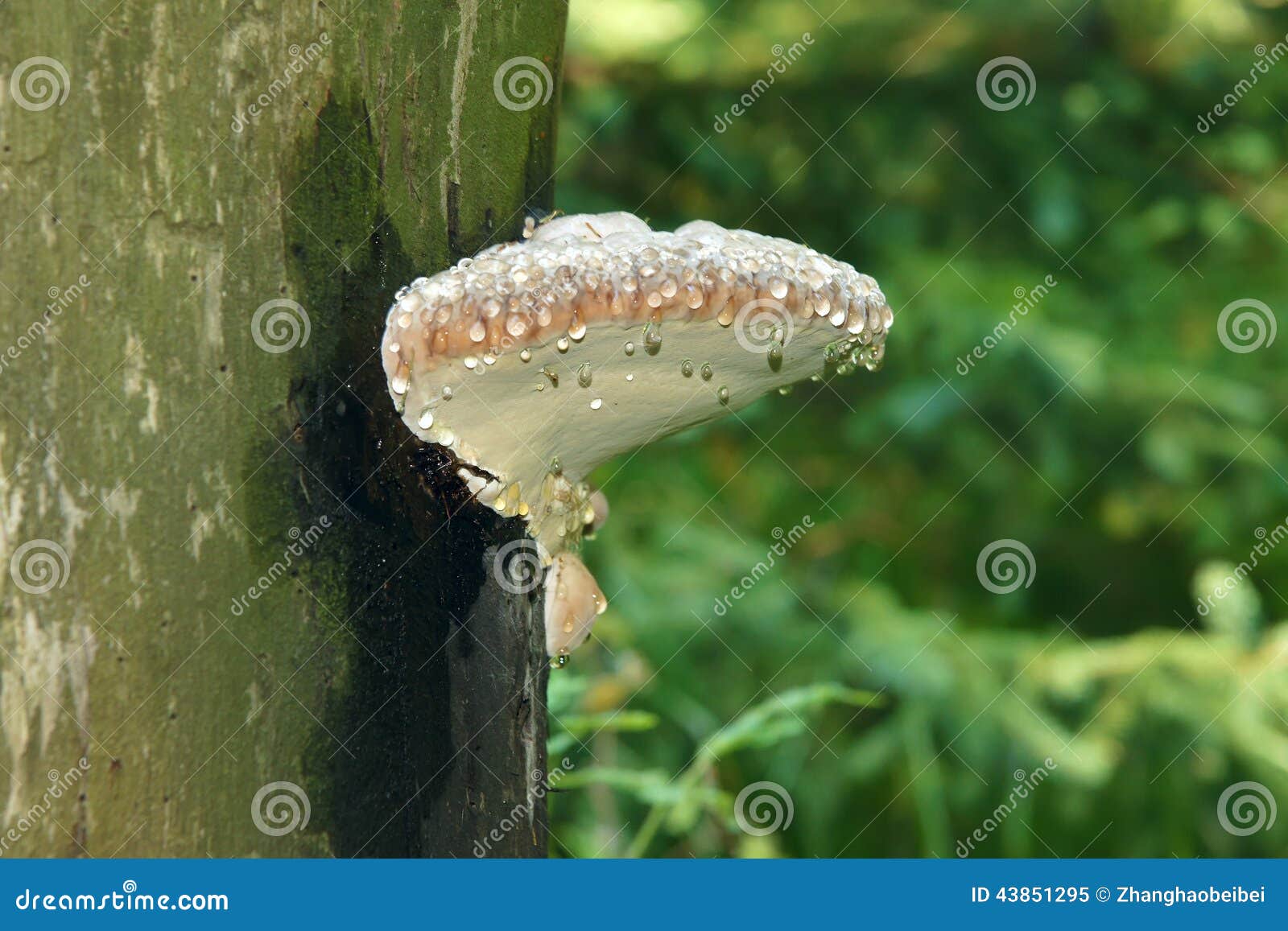 Glossy ganoderma stock image. Image of fruiting, sporophore - 43851295