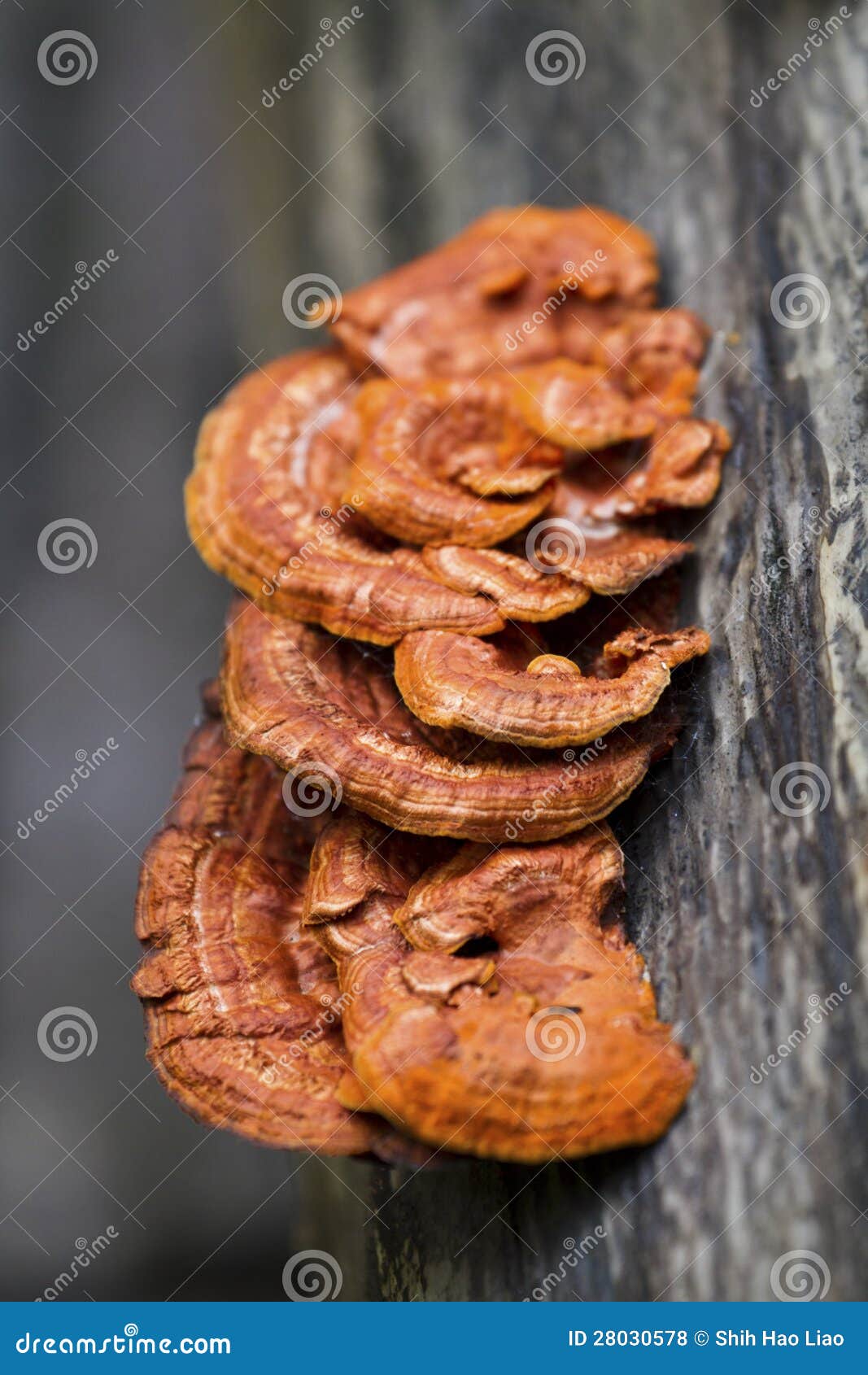 Glossy Ganoderma( Ganoderma Lucidum) Royalty-Free Stock Photography ...