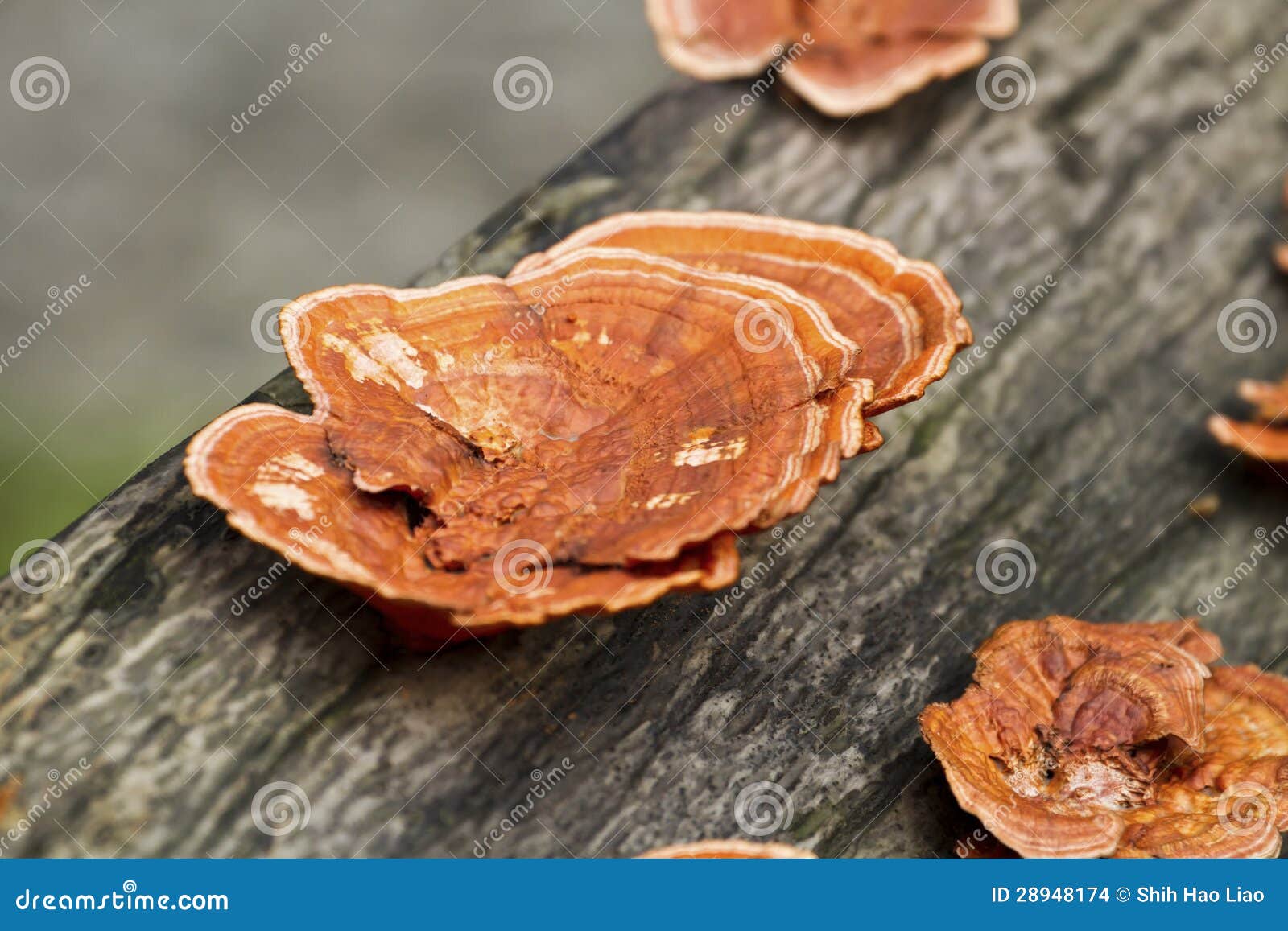 Glossy Ganoderma, Ganoderma Lucidum Stock Photo - Image of medicine ...