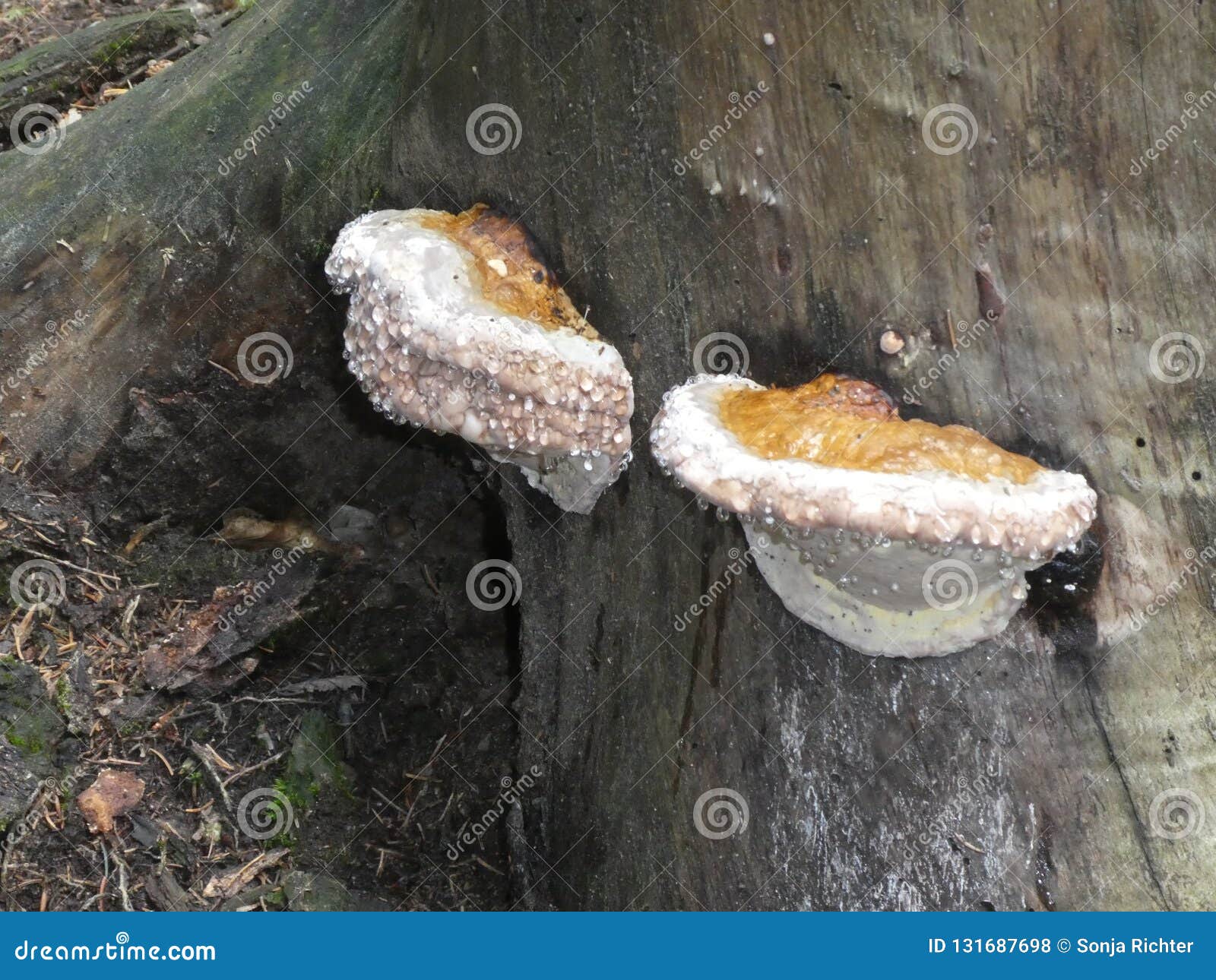Glossy Ganoderma Mushroom Polypore on a Tree Stock Photo - Image of ...