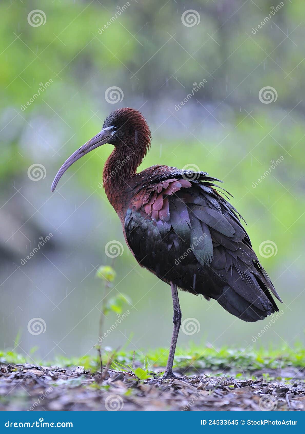 Glossy ibis. stock image. Image of nature, falcinellus - 24533645