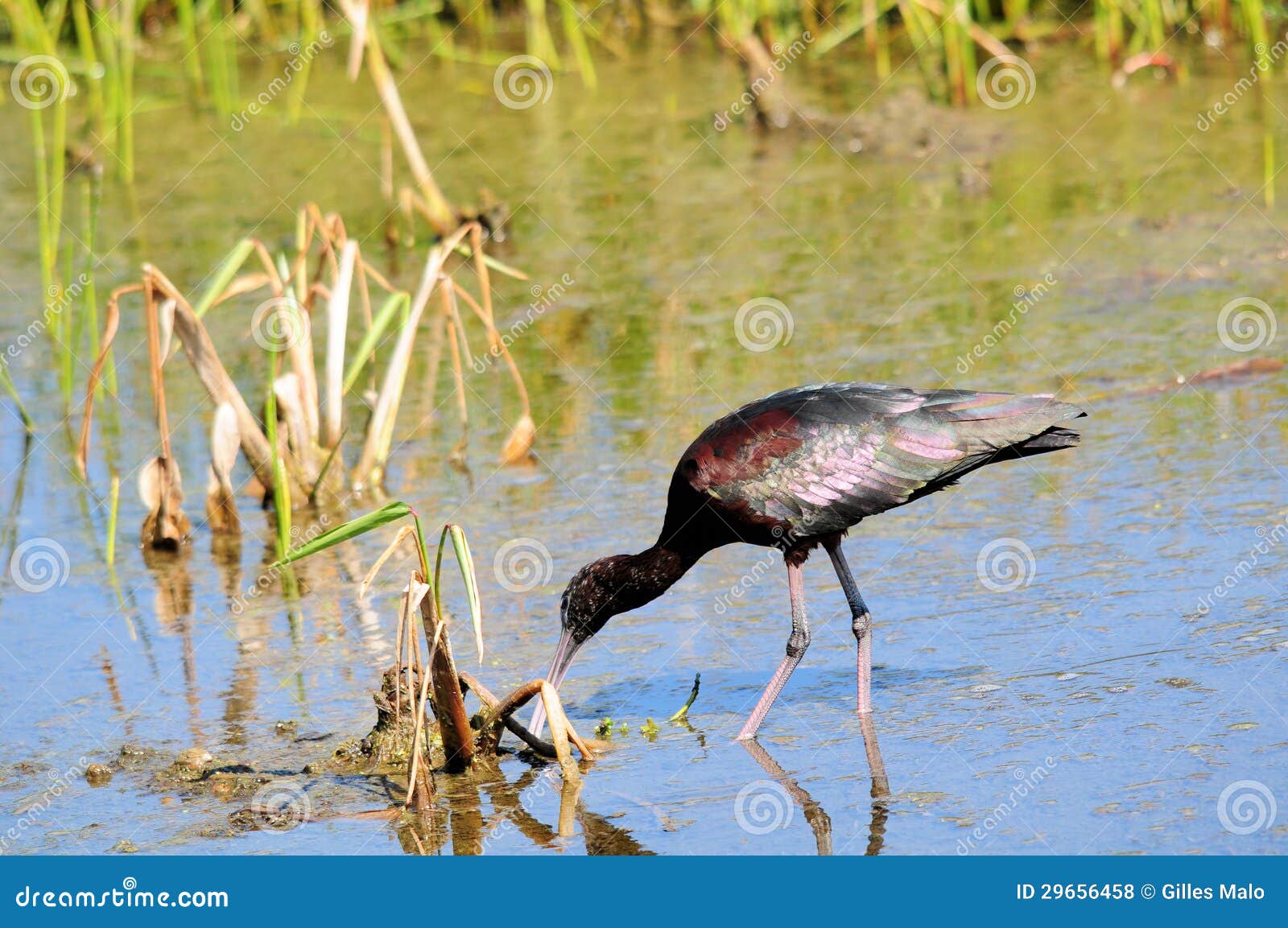 Glossy Ibis stock photo. Image of legs, outdoor, birds - 29656458