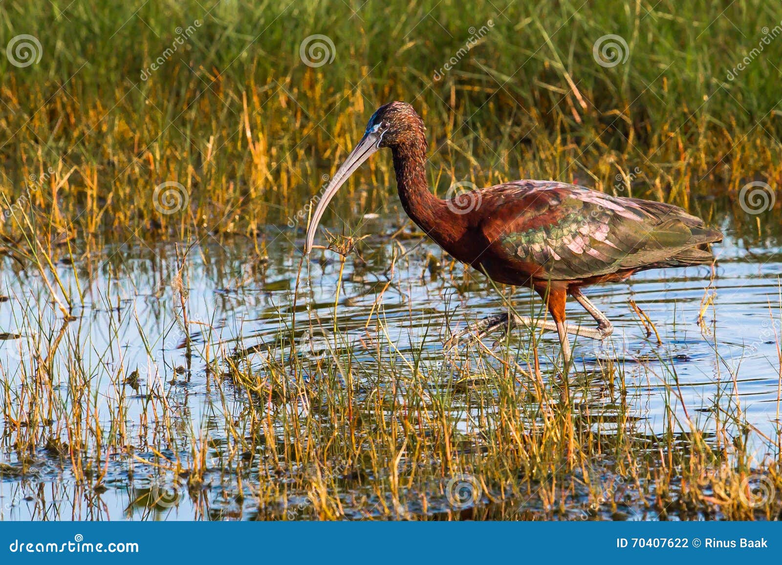 Glossy Ibis stock photo. Image of feathers, feeding, iridescent - 70407622