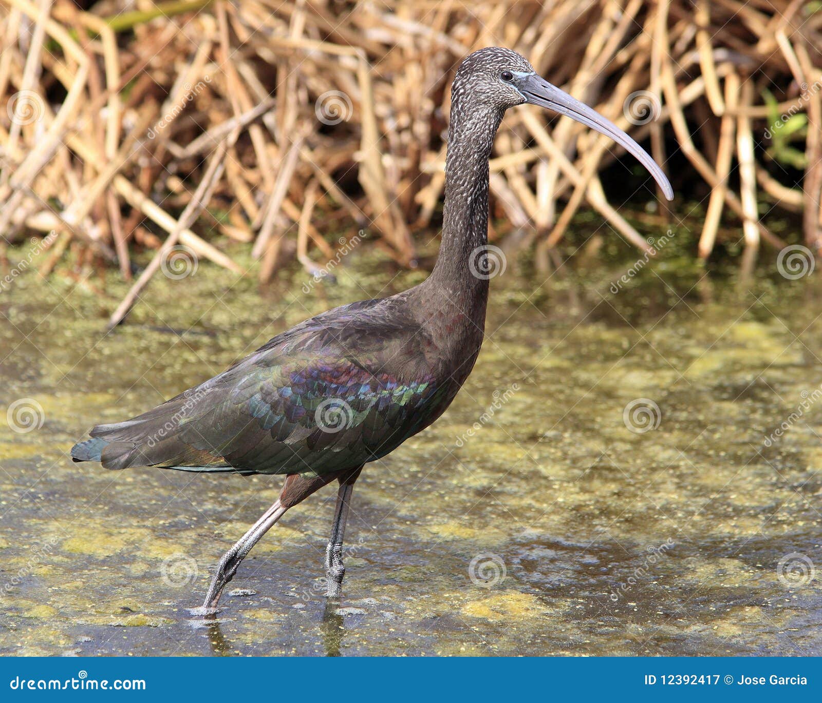 Glossy Ibis Bird stock image. Image of gloss, ibis, birds - 12392417