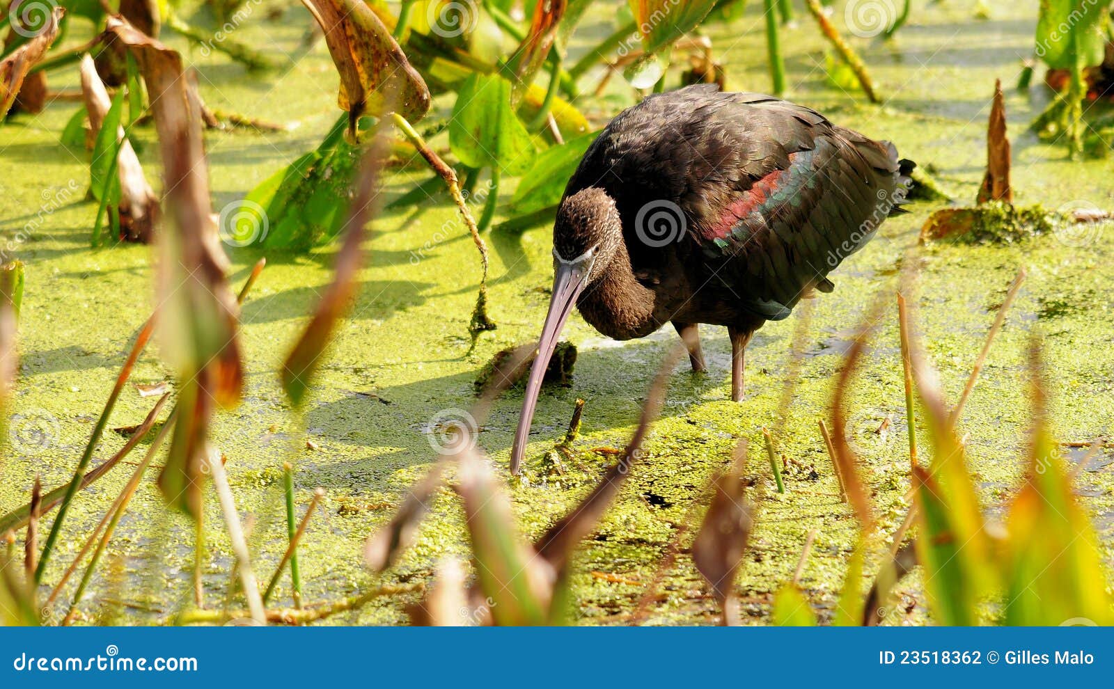Glossy Ibis Bird stock photo. Image of bill, everglades - 23518362