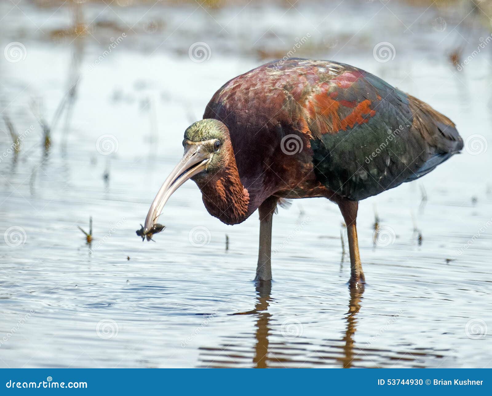 Glossy Ibis with bug stock photo. Image of mouth, falcinellus - 53744930