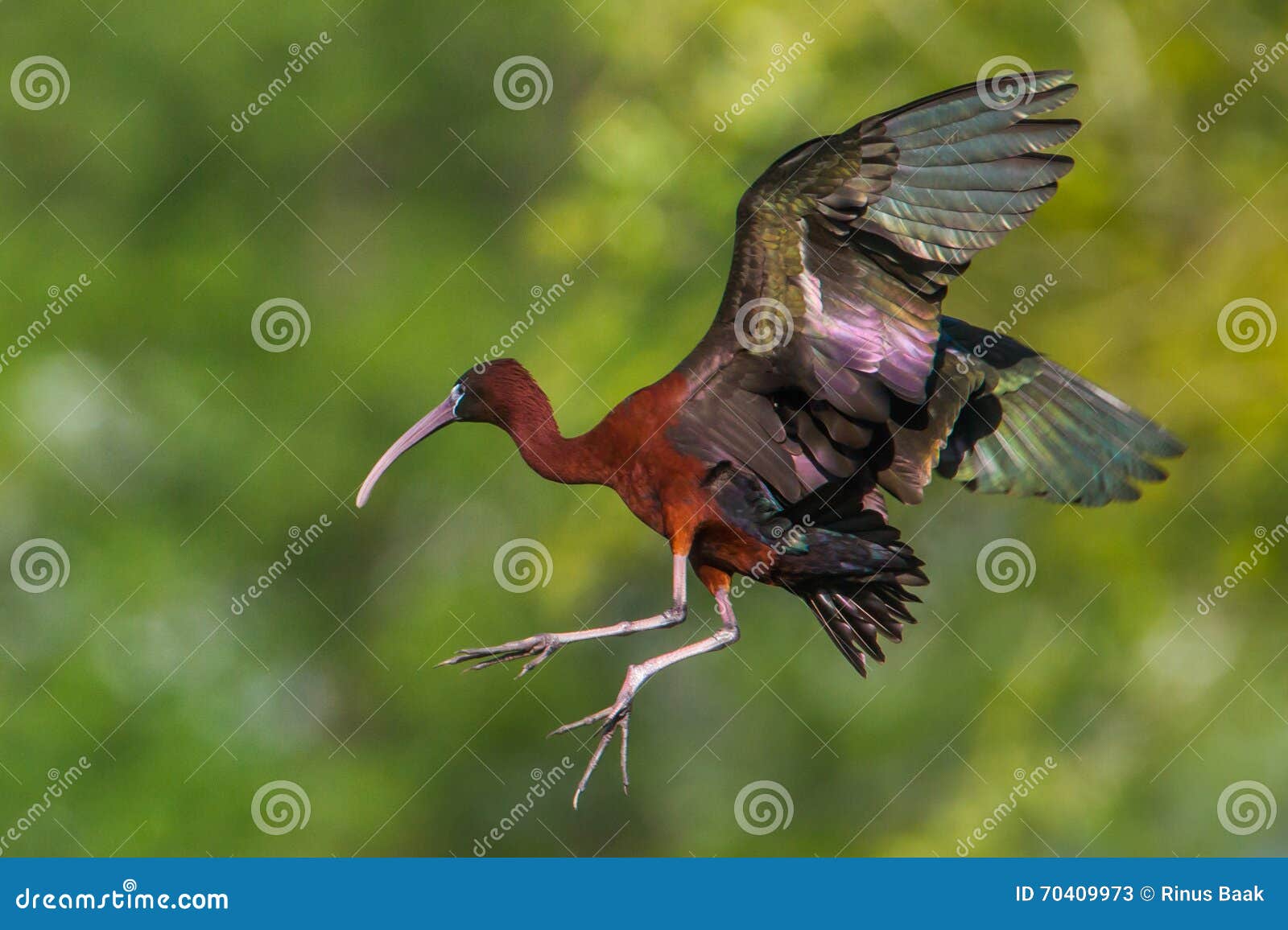 Glossy Ibis in Flight stock image. Image of wading, wings - 70409973