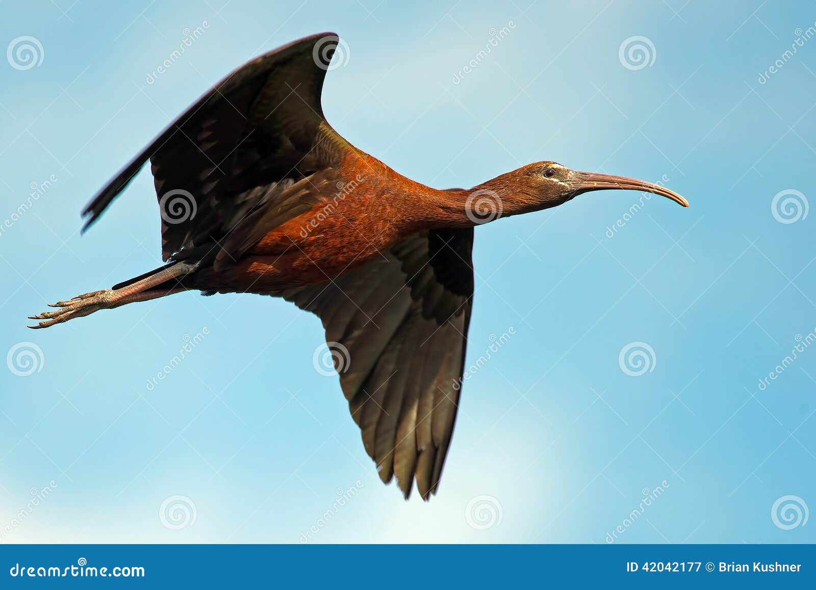 Glossy Ibis stock image. Image of nature, wildlife, catcher - 42042177