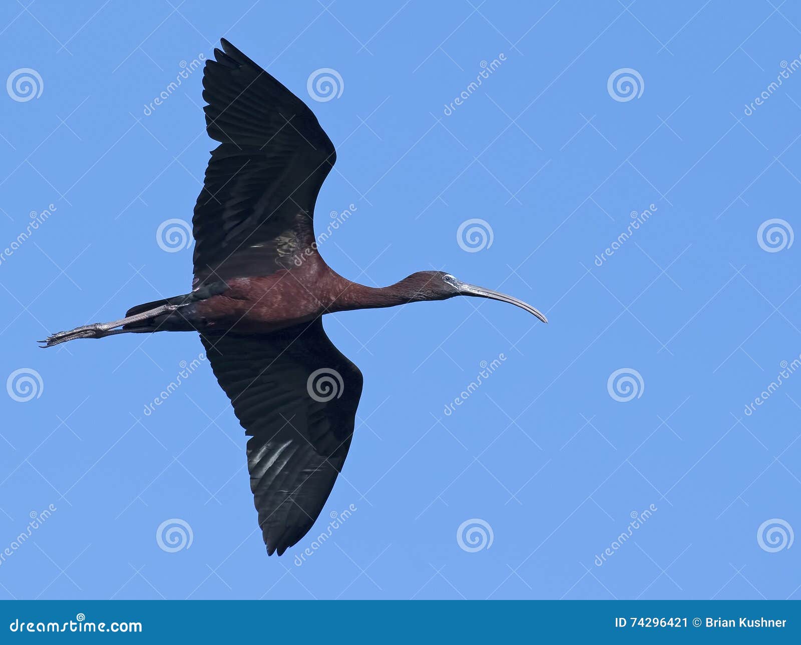 Glossy Ibis in Flight stock image. Image of avian, bird - 74296421