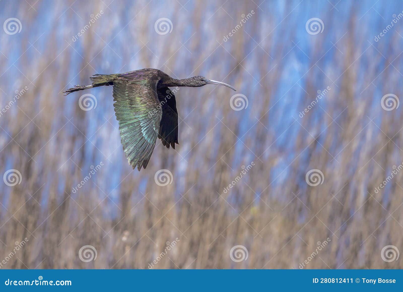Glossy Ibis in Flight Over Tall Grass Stock Image - Image of creature ...