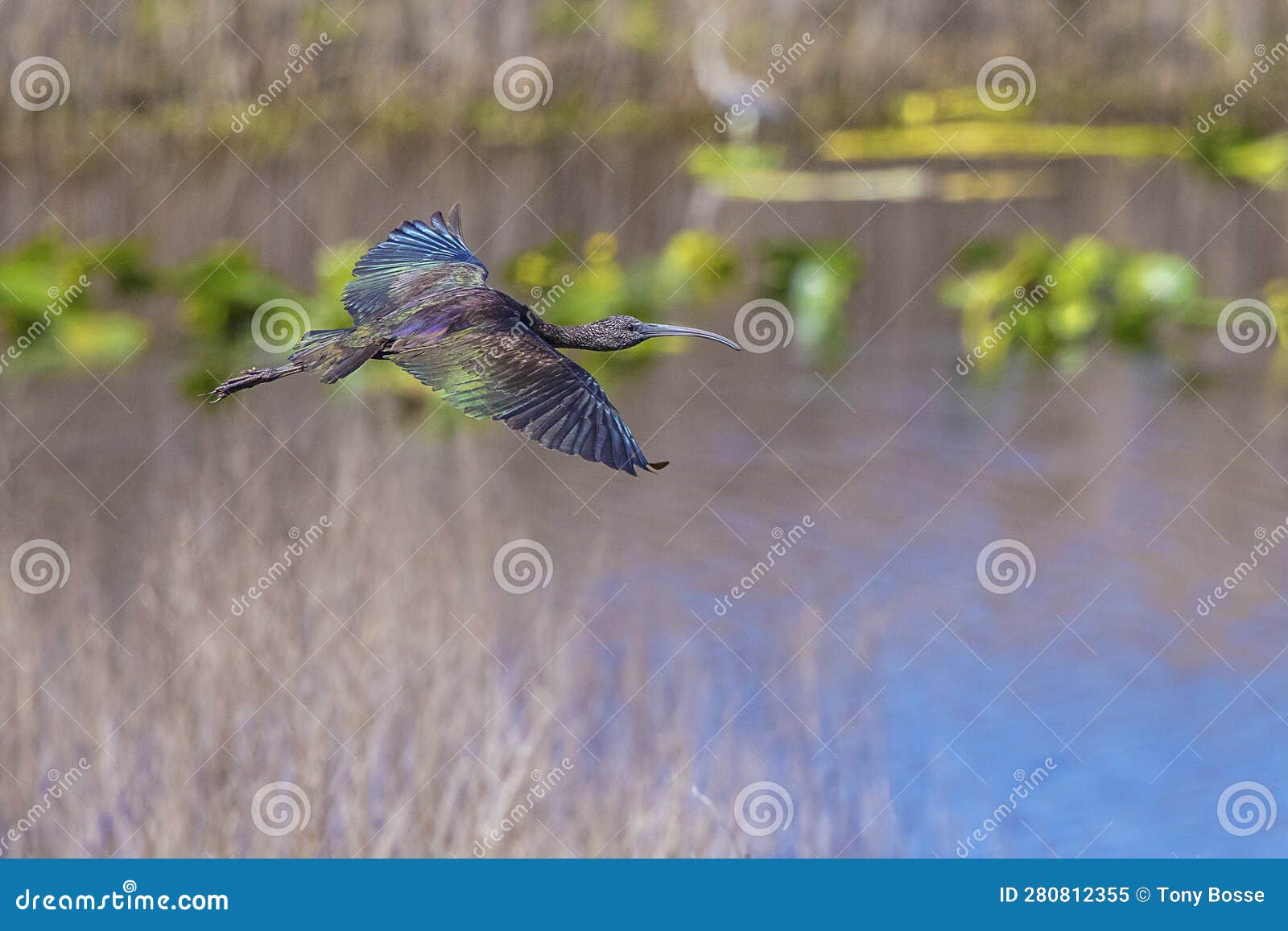 Glossy Ibis, in Flight, Wing Spread Stock Image - Image of plumage ...