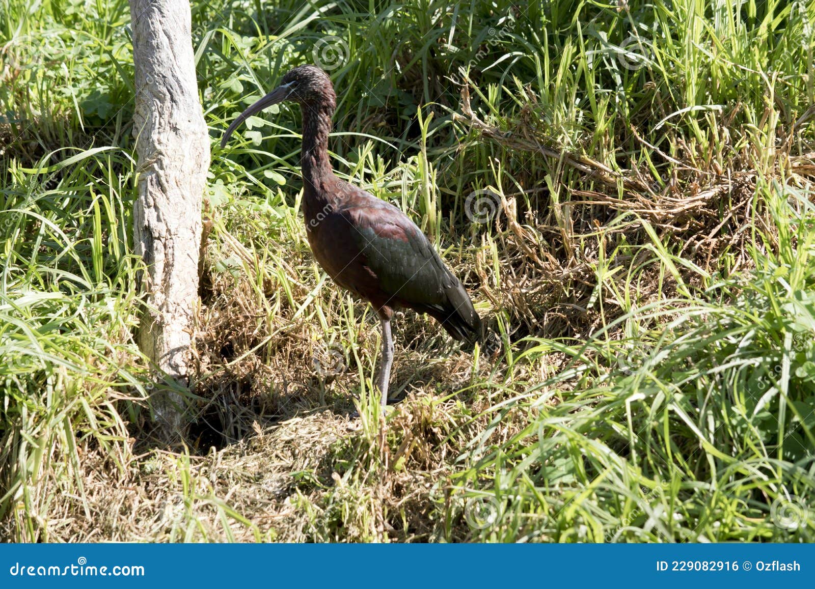 The Glossy Ibis is a Water Bird Stock Photo - Image of glossy, animal ...