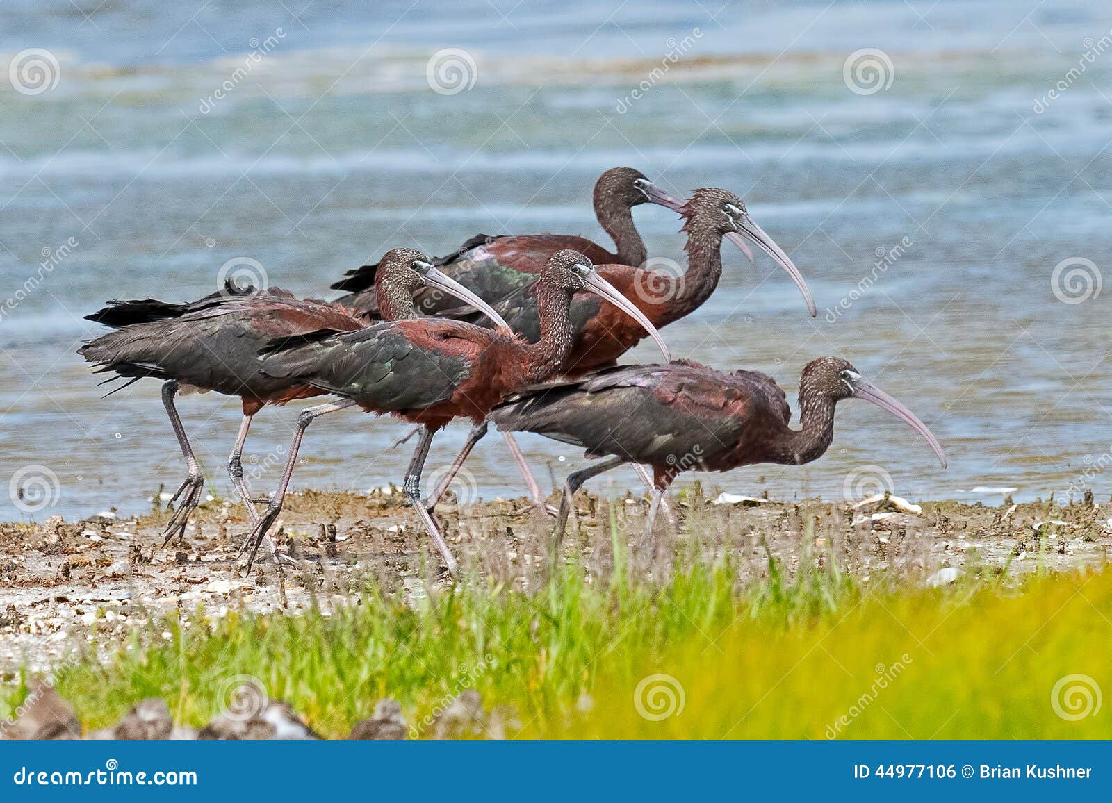 Glossy Ibis stock photo. Image of falcinellus, beach - 44977106