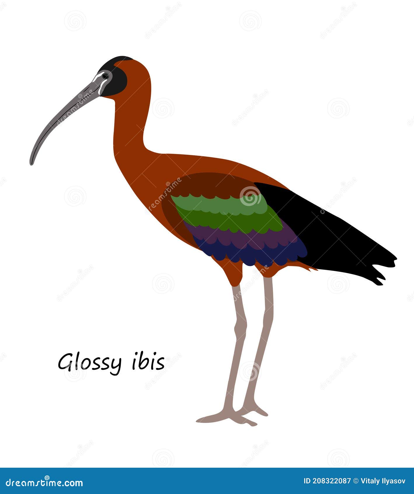 Glossy Ibis Range Map