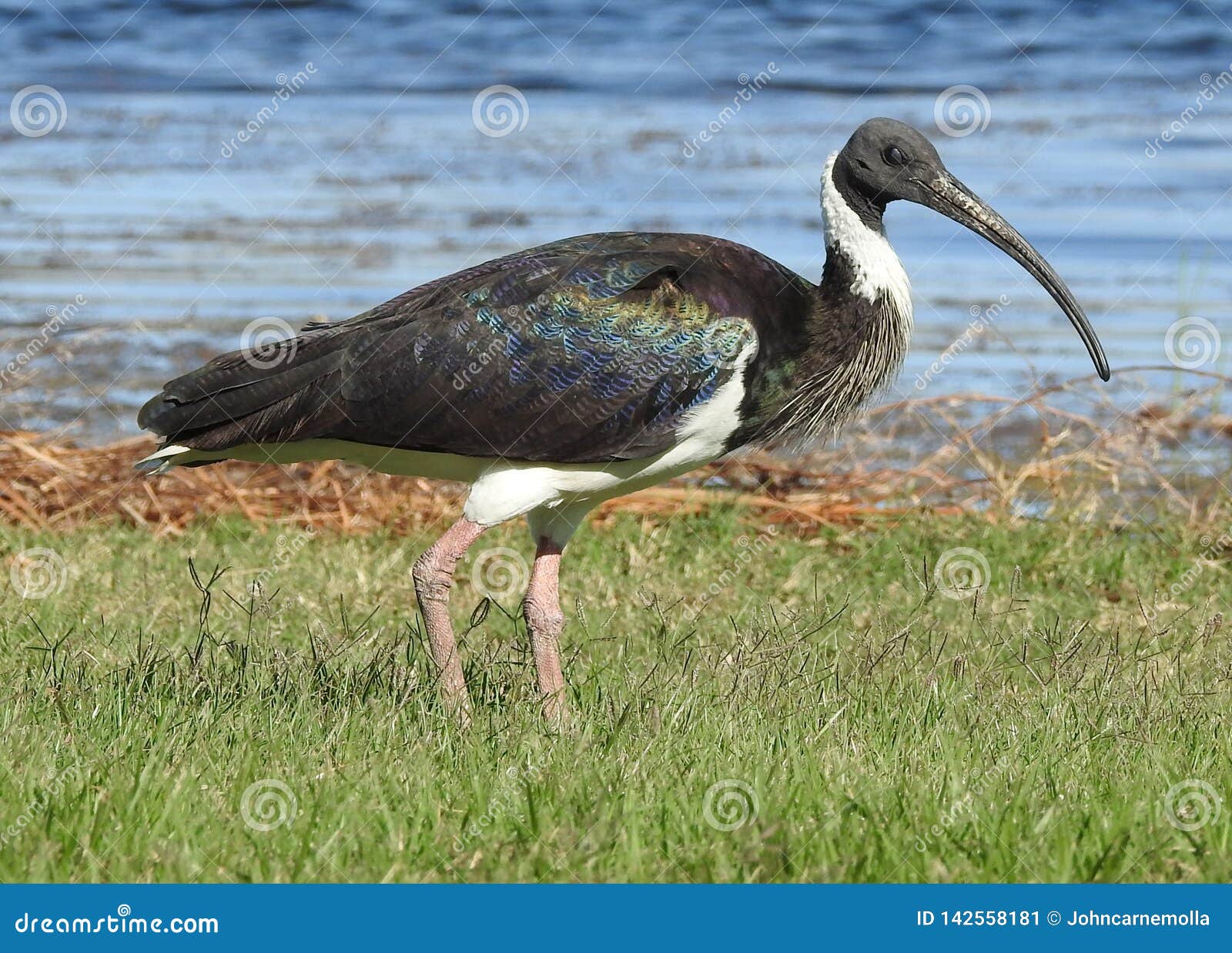 Glossy Ibis in the outback stock image. Image of ibis - 142558181
