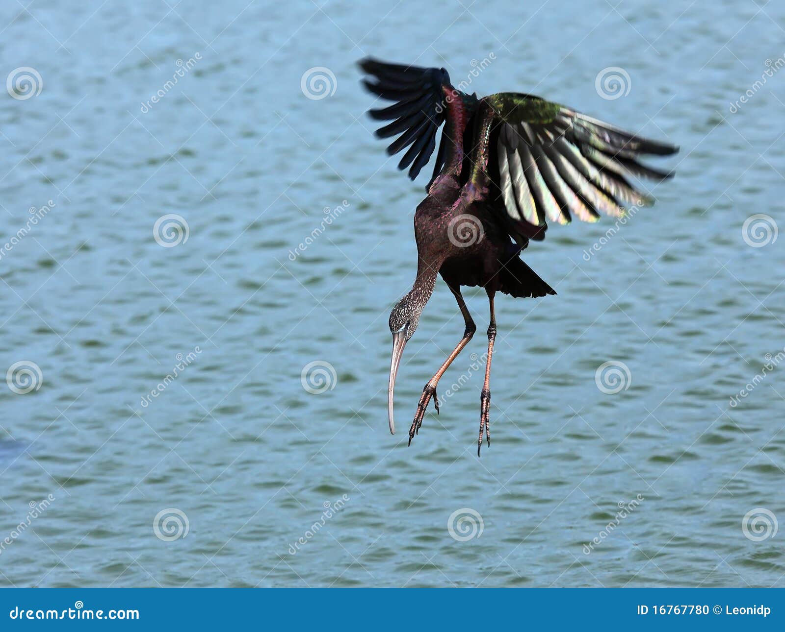Glossy Ibis (Plegadis Falcinellus) Stock Photo - Image of feather ...