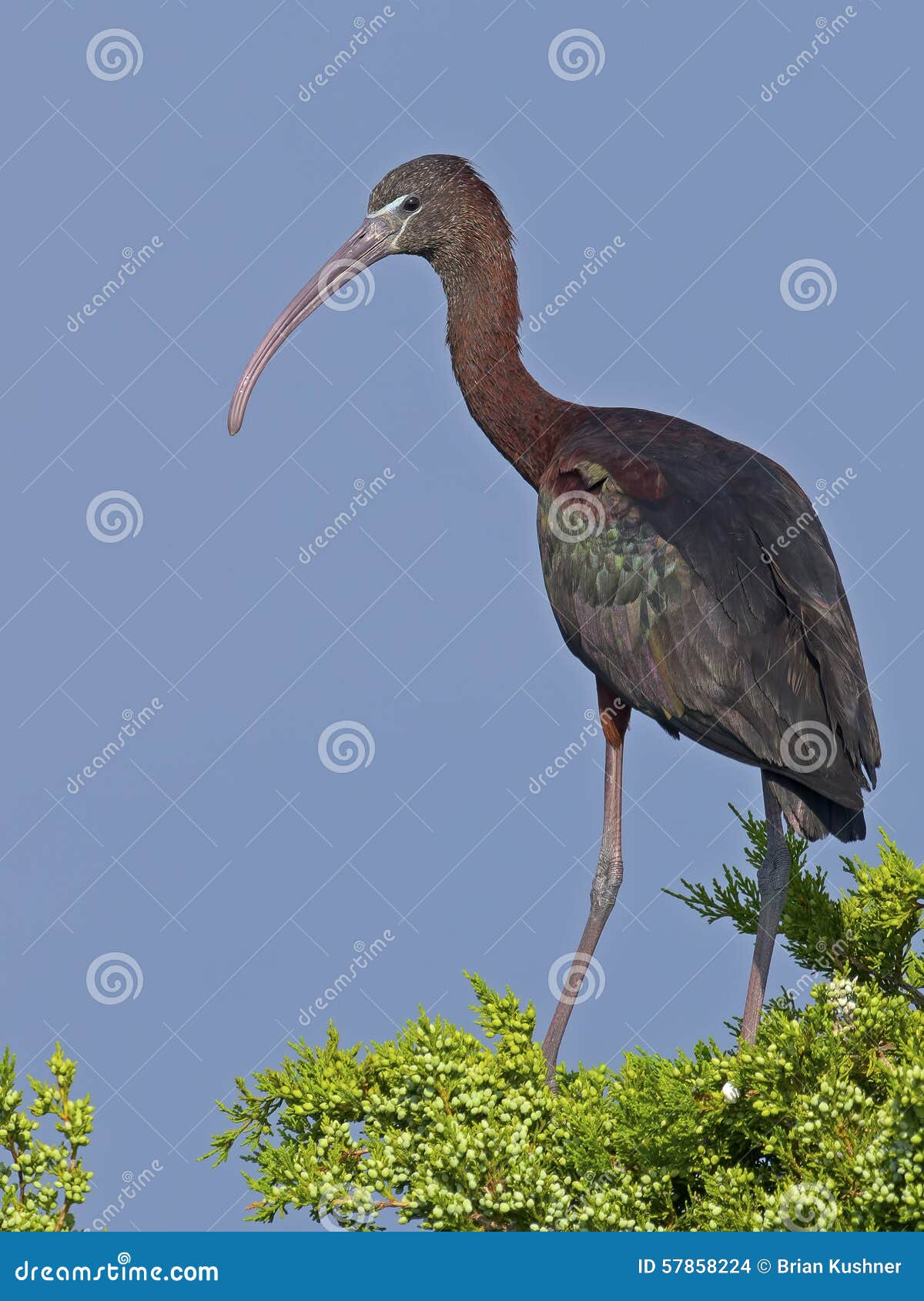 Glossy Ibis in tree. stock photo. Image of nature, avian - 57858224