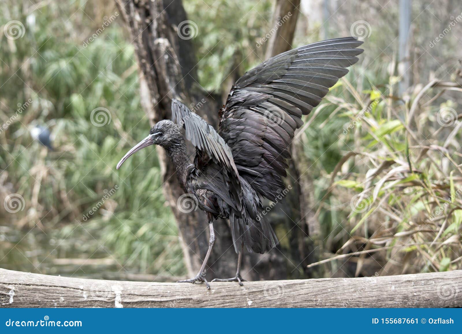 The Glossy Ibis is Balancing on a Log Stock Image - Image of camouflage ...