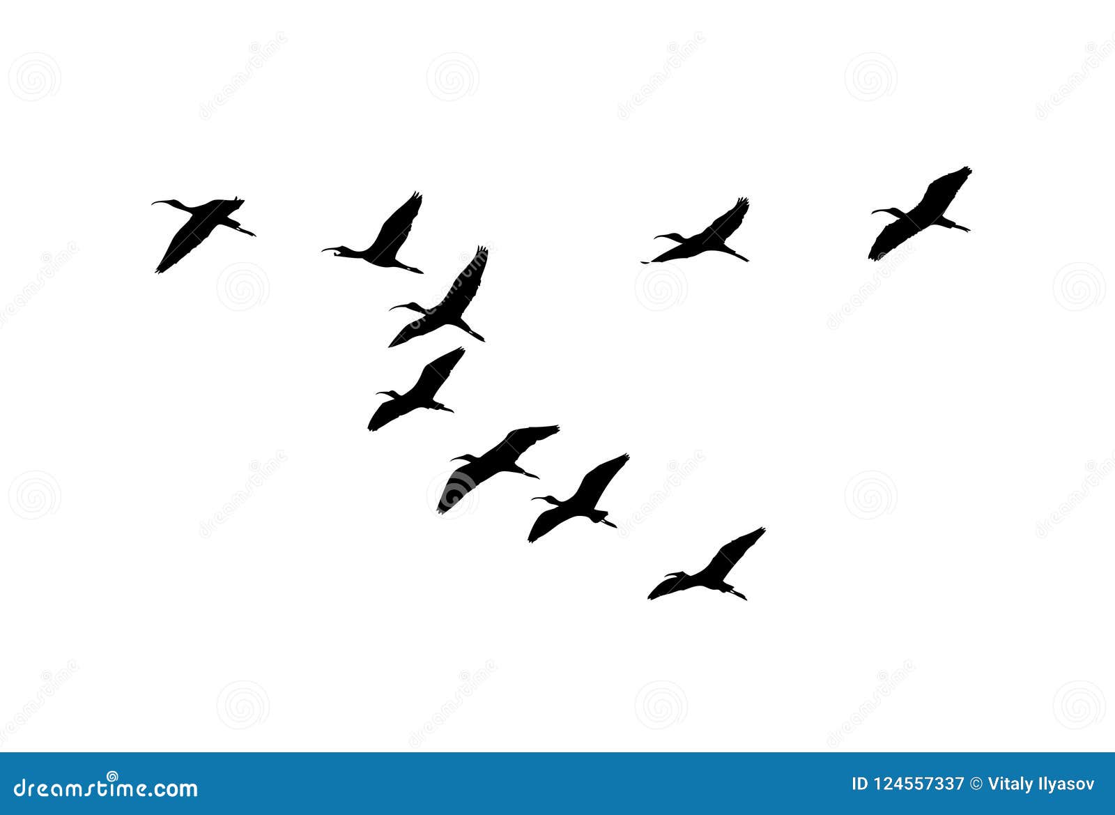 Glossy Ibis Wedge in Flight. Vector Silhouette a Flock of Birds Stock ...