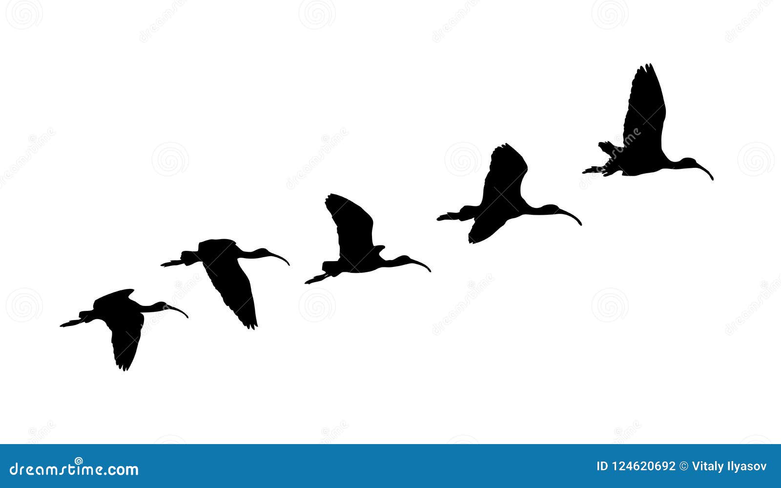Glossy Ibis Wedge in Flight. Vector Silhouette a Flock of Birds Stock ...