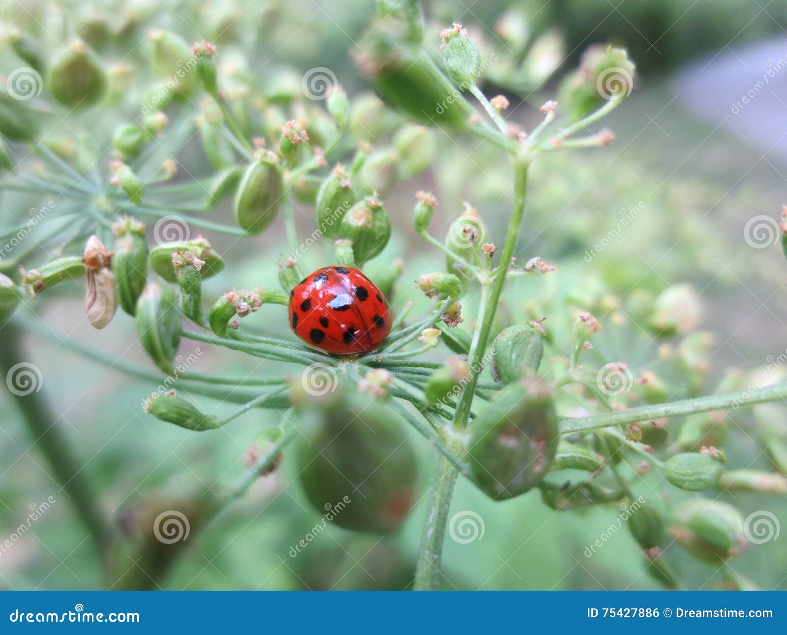 Glossy Red Ladybug Stock Photography | CartoonDealer.com #75427886