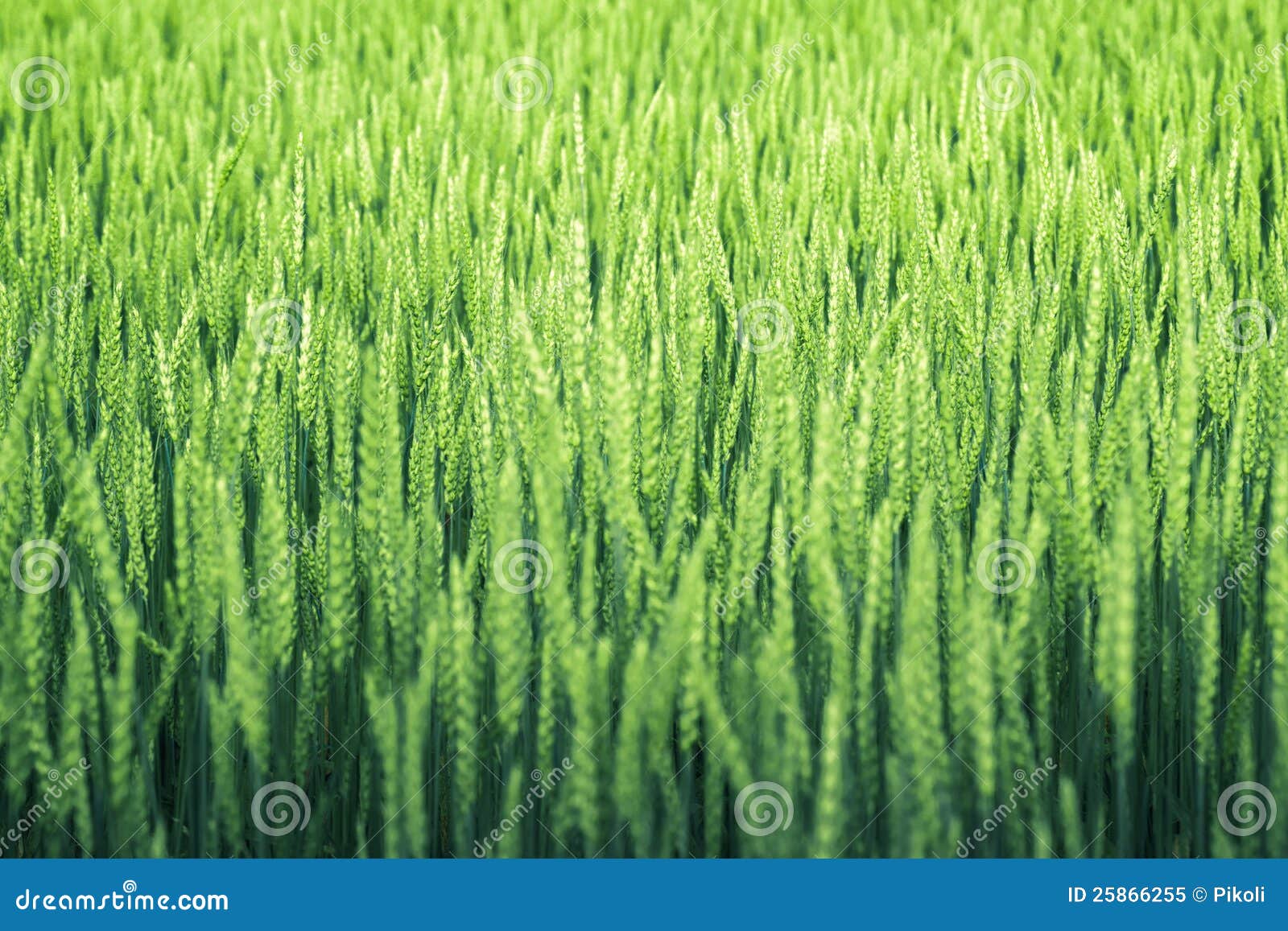 Glossy Rye in Morning Field for Background Stock Image - Image of food ...