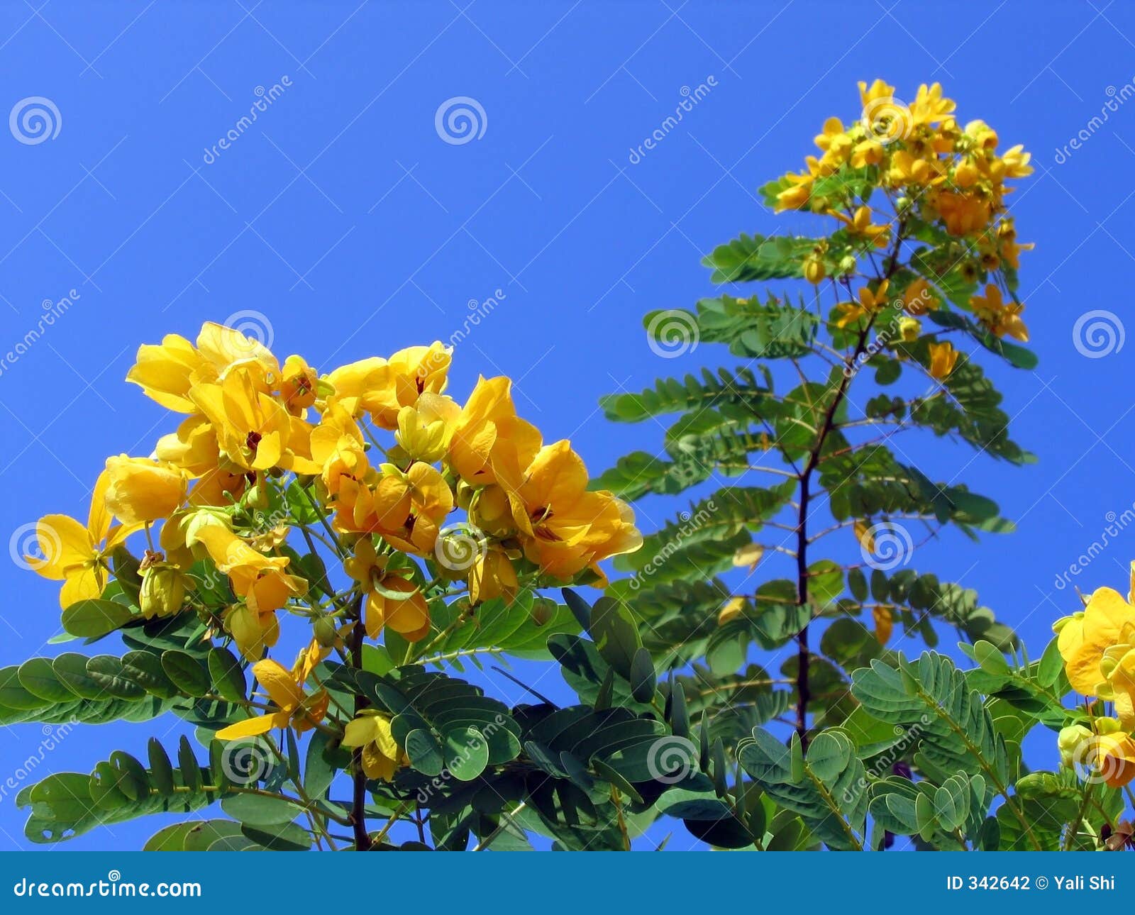 Glossy Shower Senna Tree Stock Photos - Free & Royalty-Free Stock ...