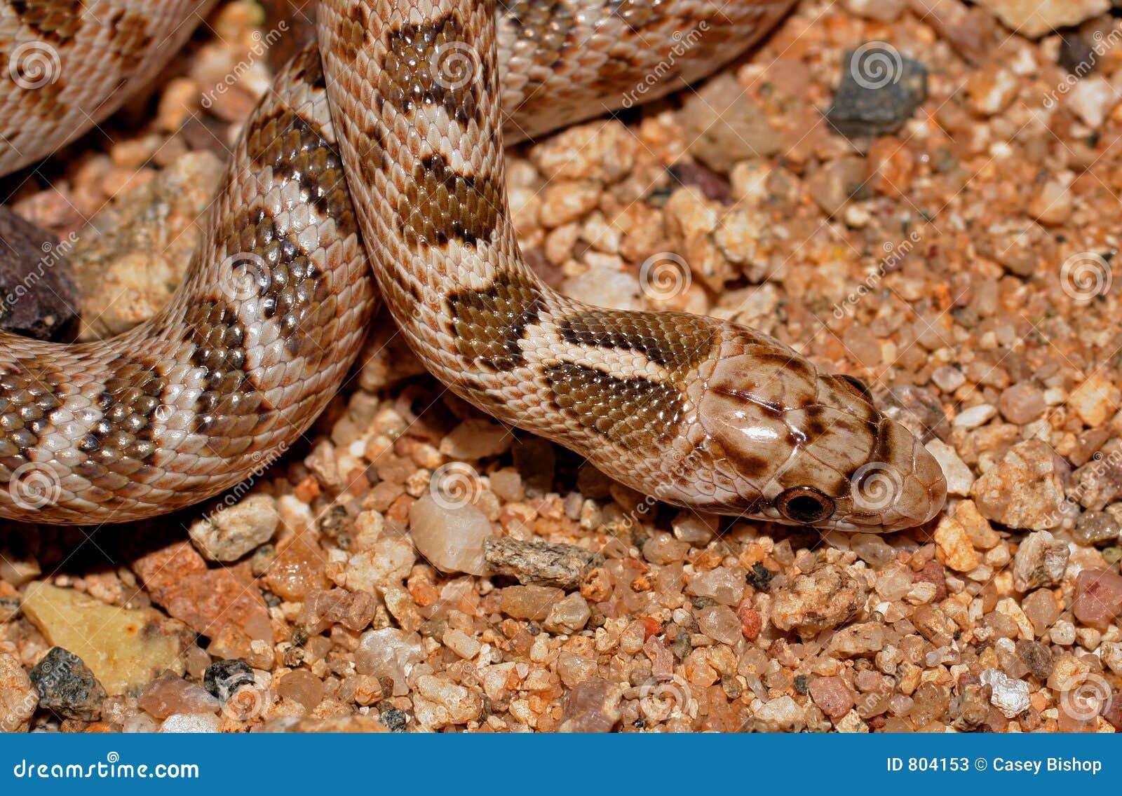 Glossy snake stock image. Image of sandy, grasslands, mohave - 804153