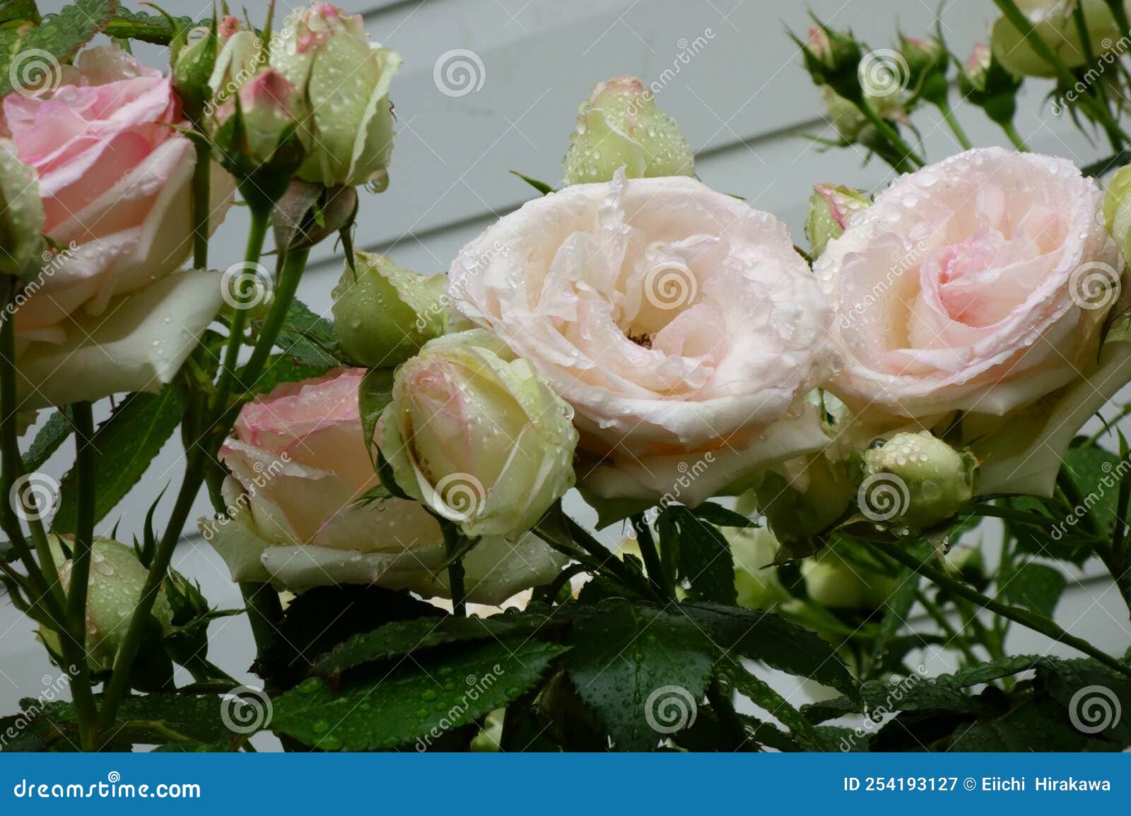 Glossy and Splendid, Pink Rose Flower Stock Image - Image of love ...