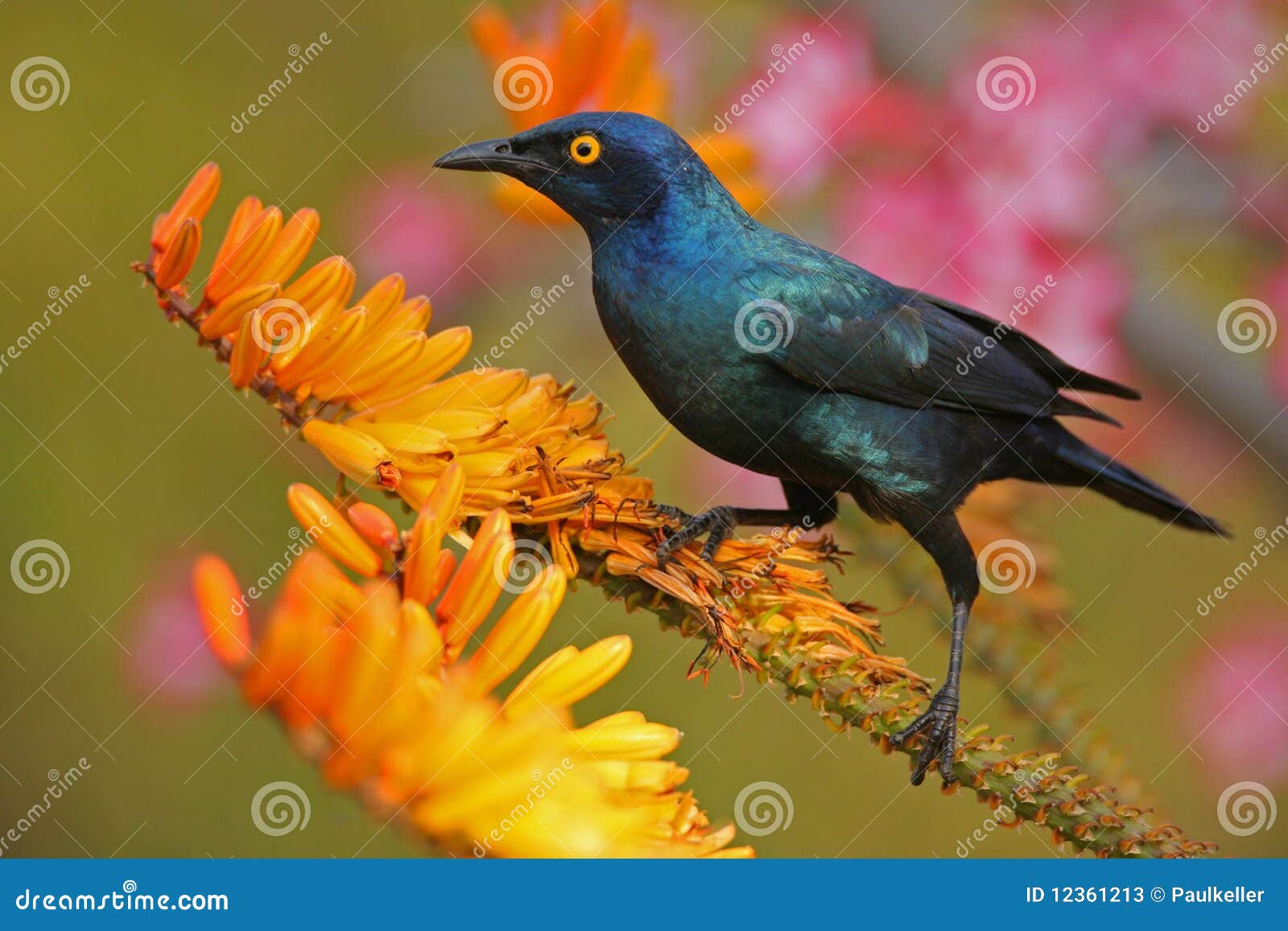 Glossy starling stock image. Image of glossy, flower - 12361213