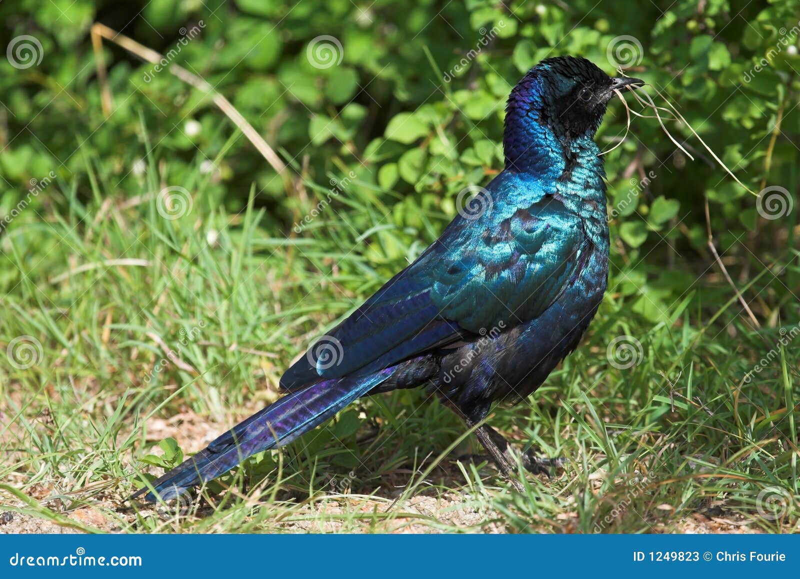 Glossy Starling stock image. Image of kruger, biuld, blue - 1249823