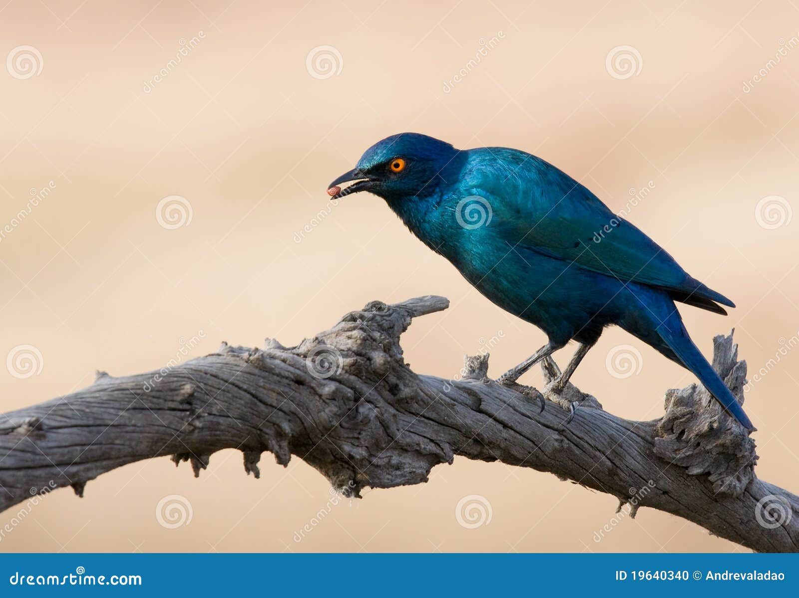Glossy Starling stock photo. Image of safari, bush, wilderness - 19640340