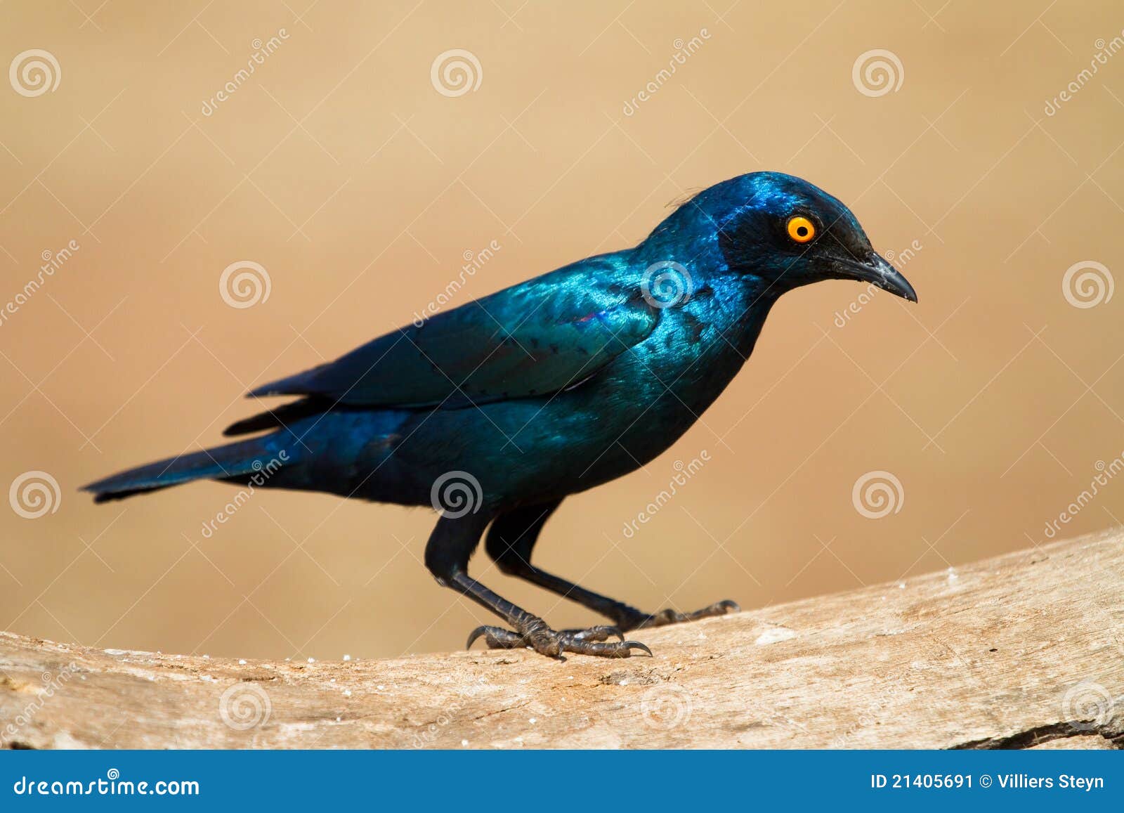 Glossy starling stock image. Image of sunny, depth, africa - 21405691
