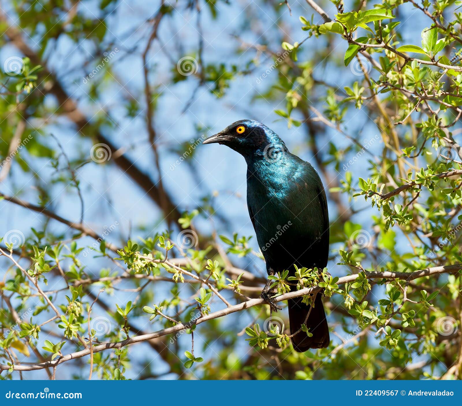 Glossy starling stock image. Image of glossy, nature - 22409567