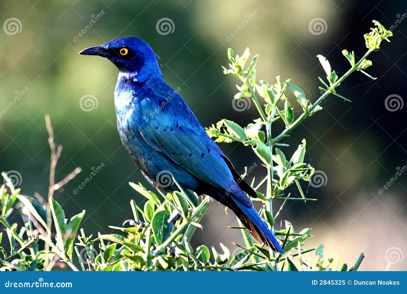 Glossy Starling stock image. Image of glossy, spiderweb - 2845325
