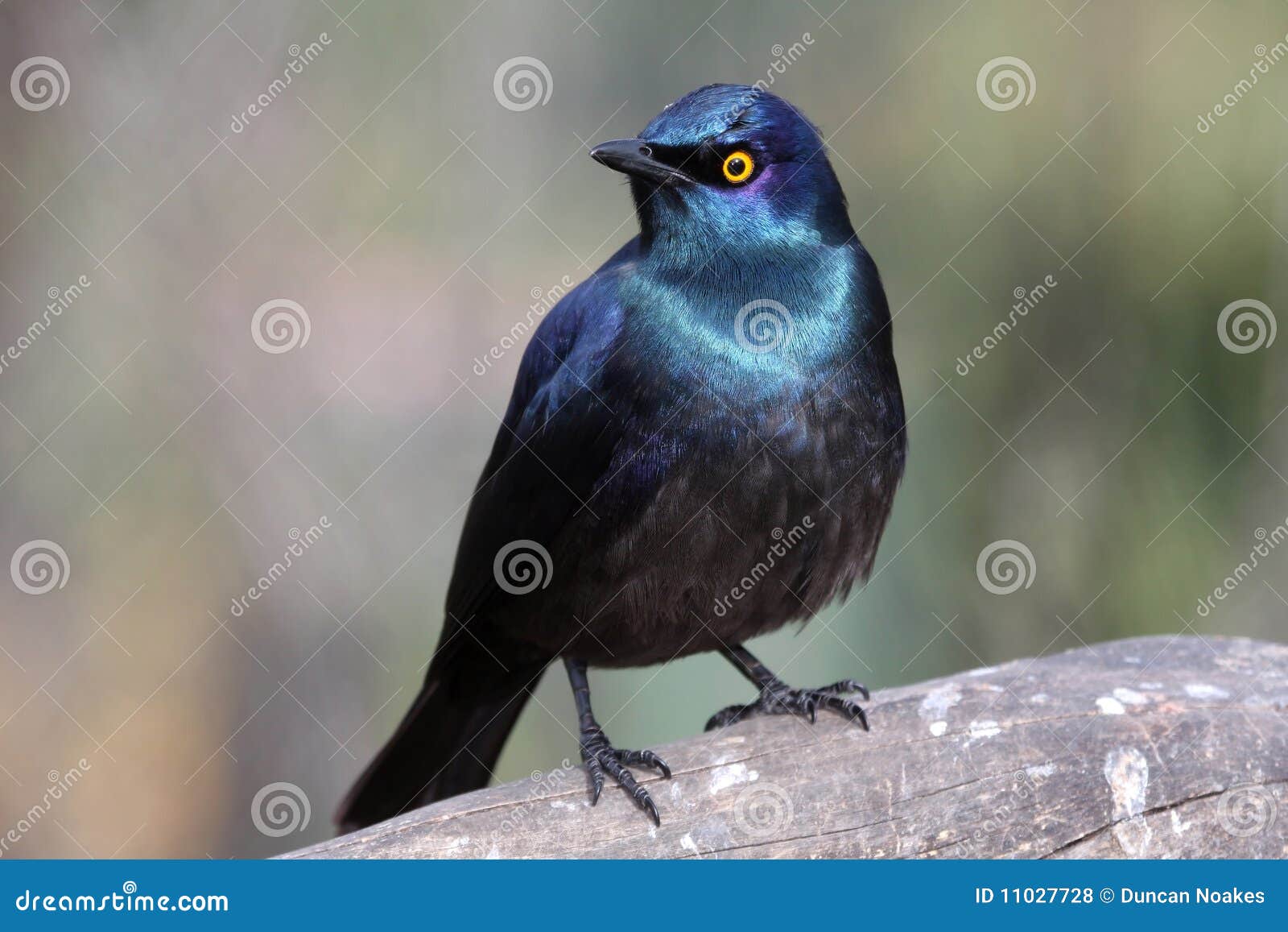 Glossy Starling Bird stock photo. Image of avian, looking - 11027728